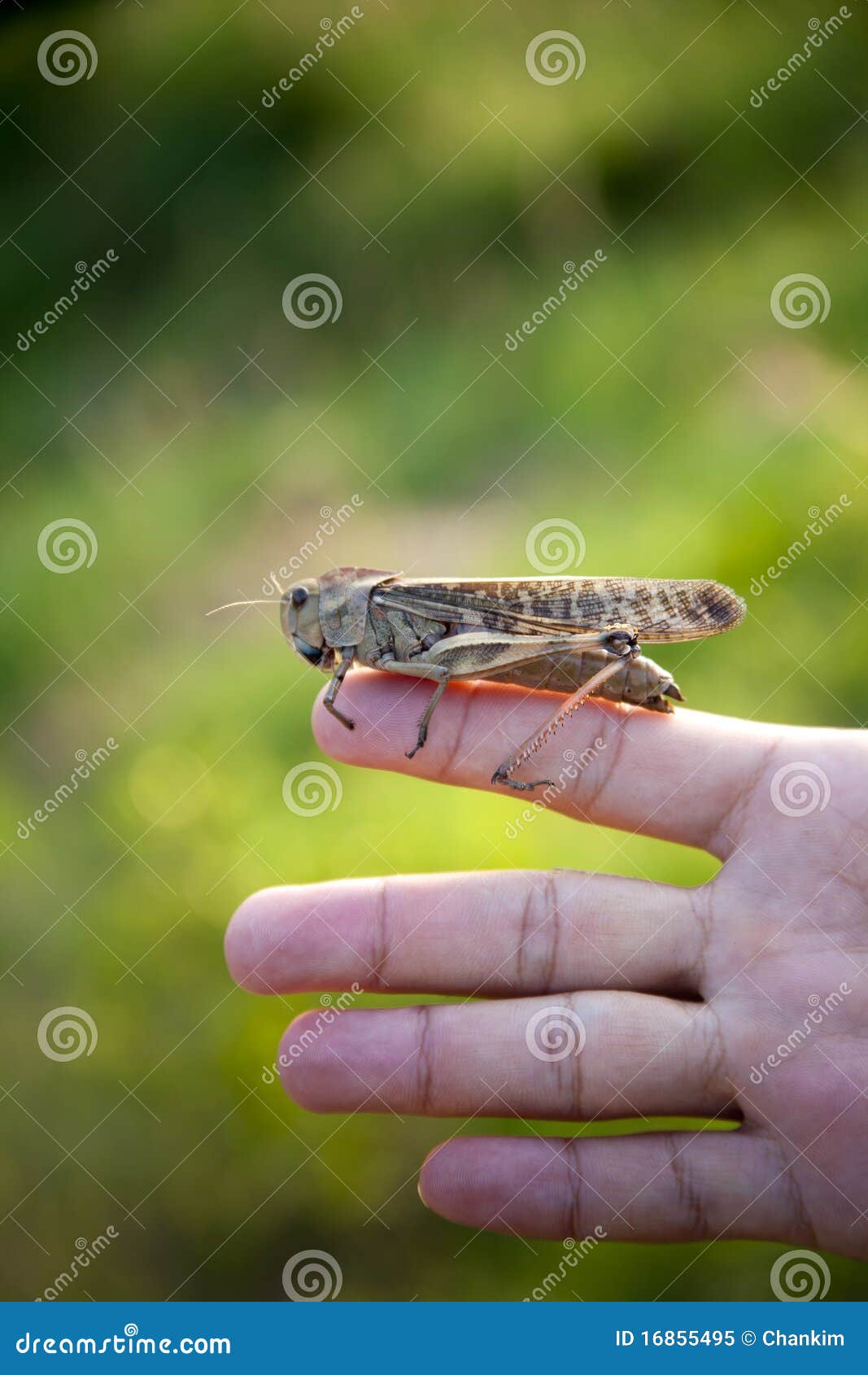 Locust is Sitting on My Finger Stock Image - Image of grasshopper ...