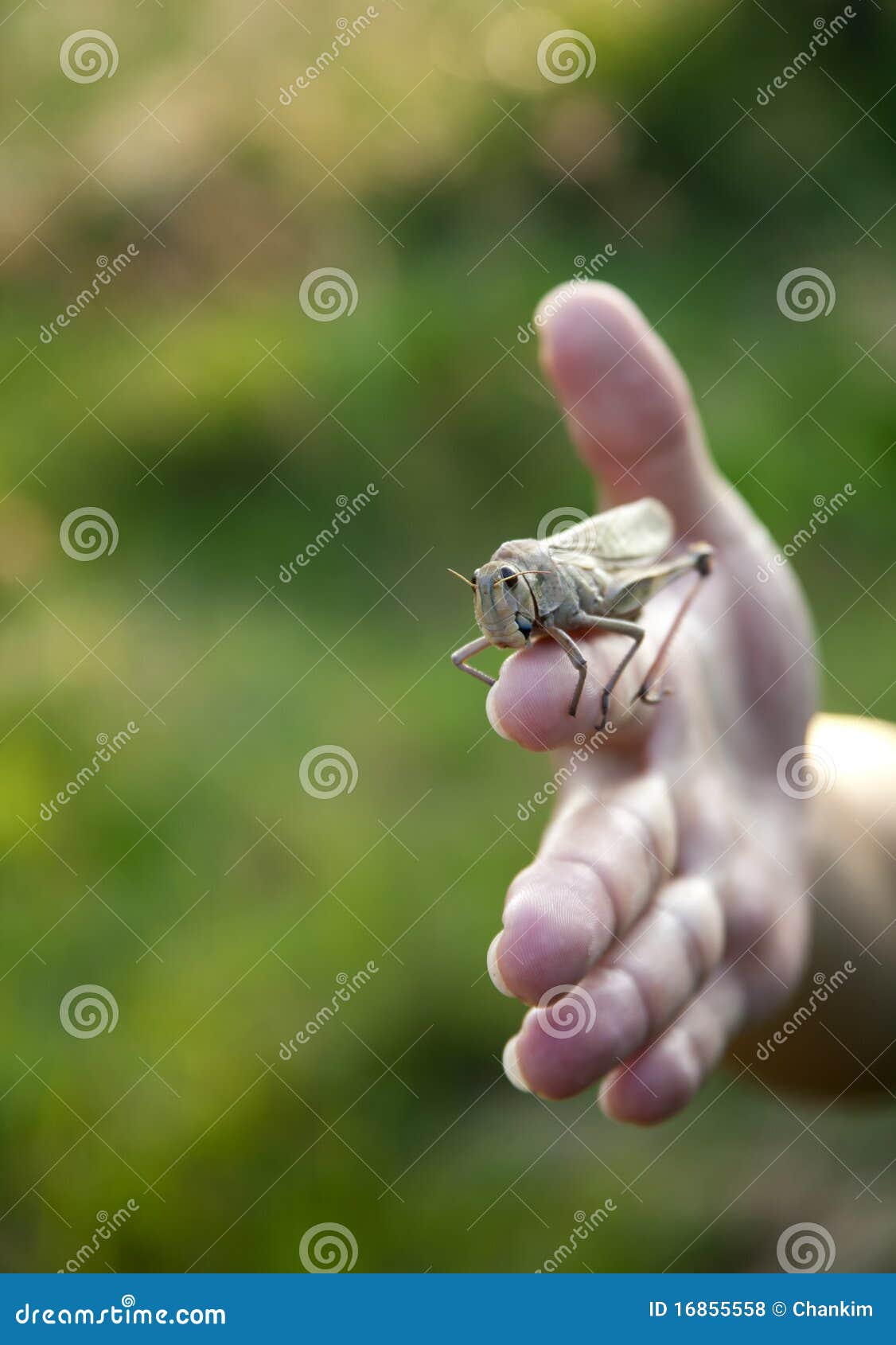 Locust is Sitting on My Finger Stock Photo - Image of animal, hand ...