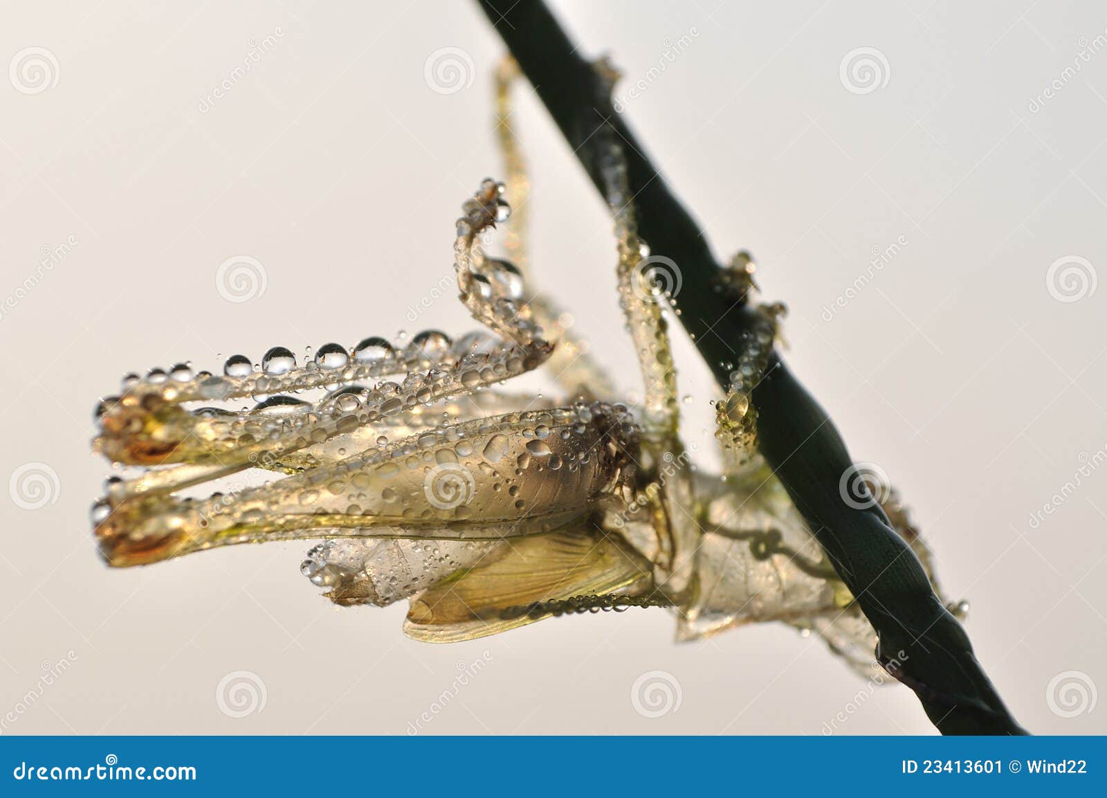 Locust spallation stock image. Image of shell, locust - 23413601
