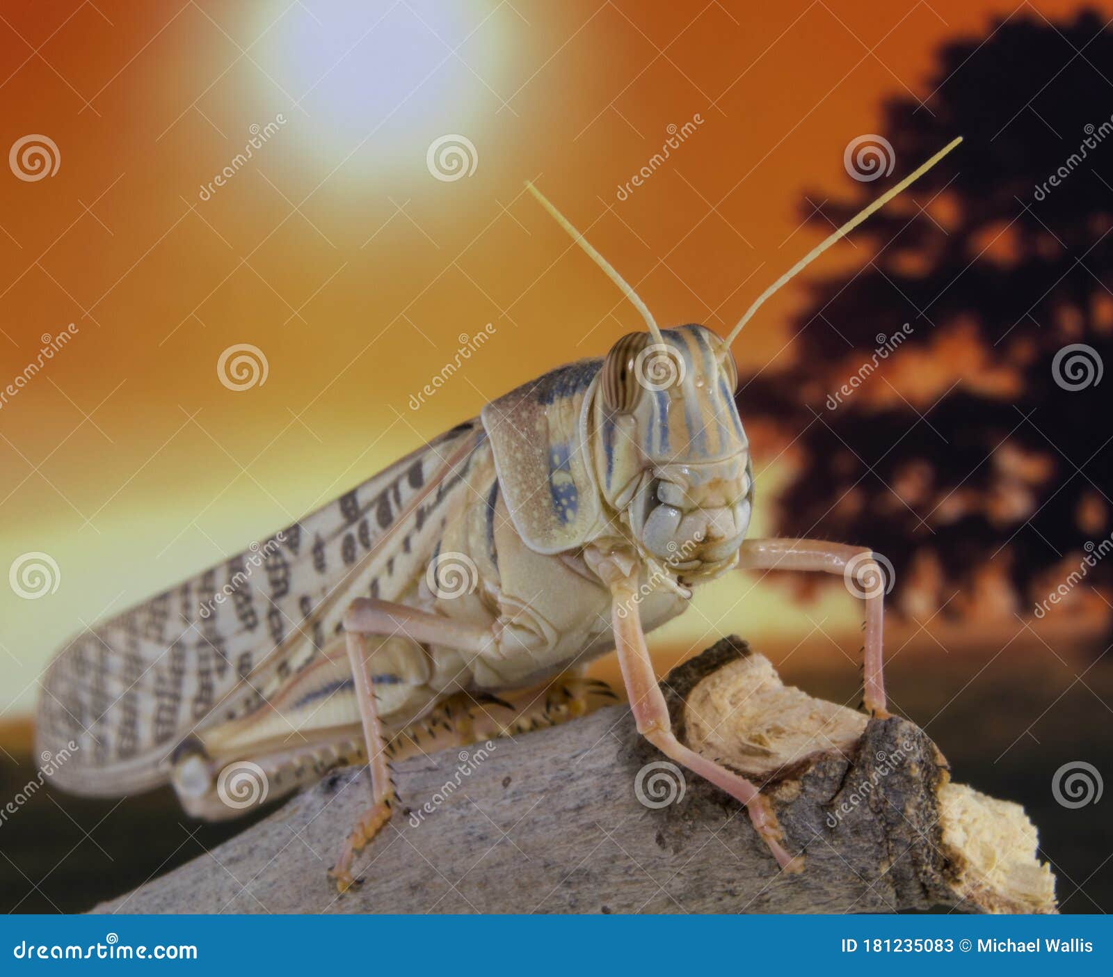 Locust Standing on a Branch Stock Image - Image of green, detail: 181235083