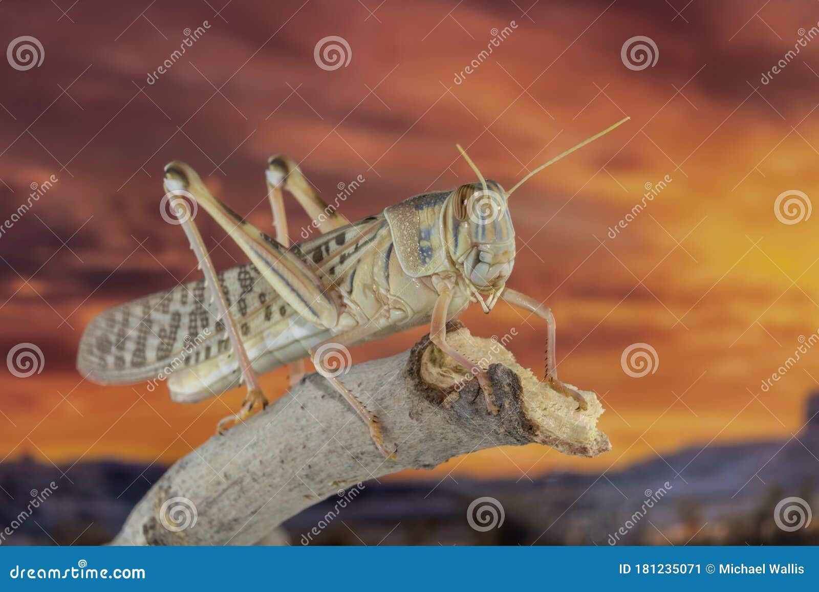 Locust Standing on a Branch Stock Image - Image of ecology, detail ...