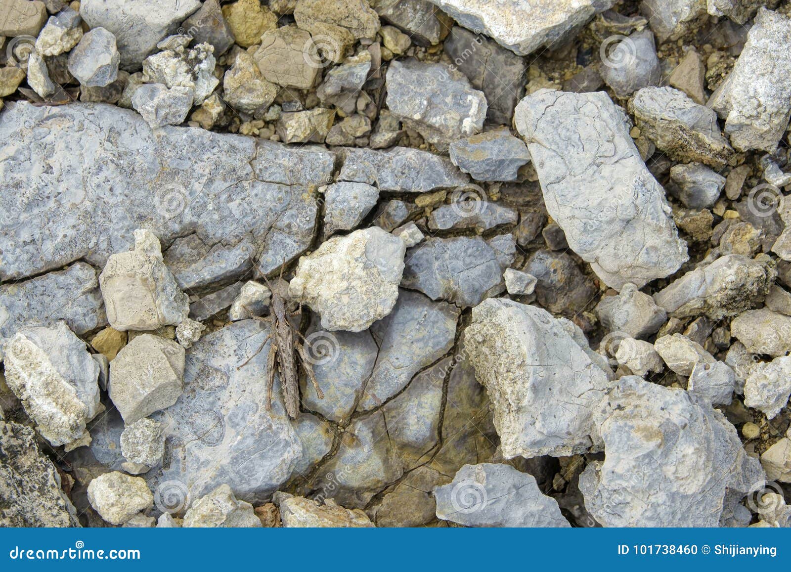 Locust in stones stock photo. Image of stone, closeup - 101738460