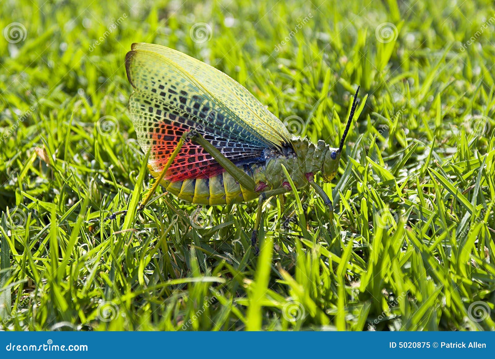 Locust Tacking Flight 02 stock image. Image of kikuyu - 5020875