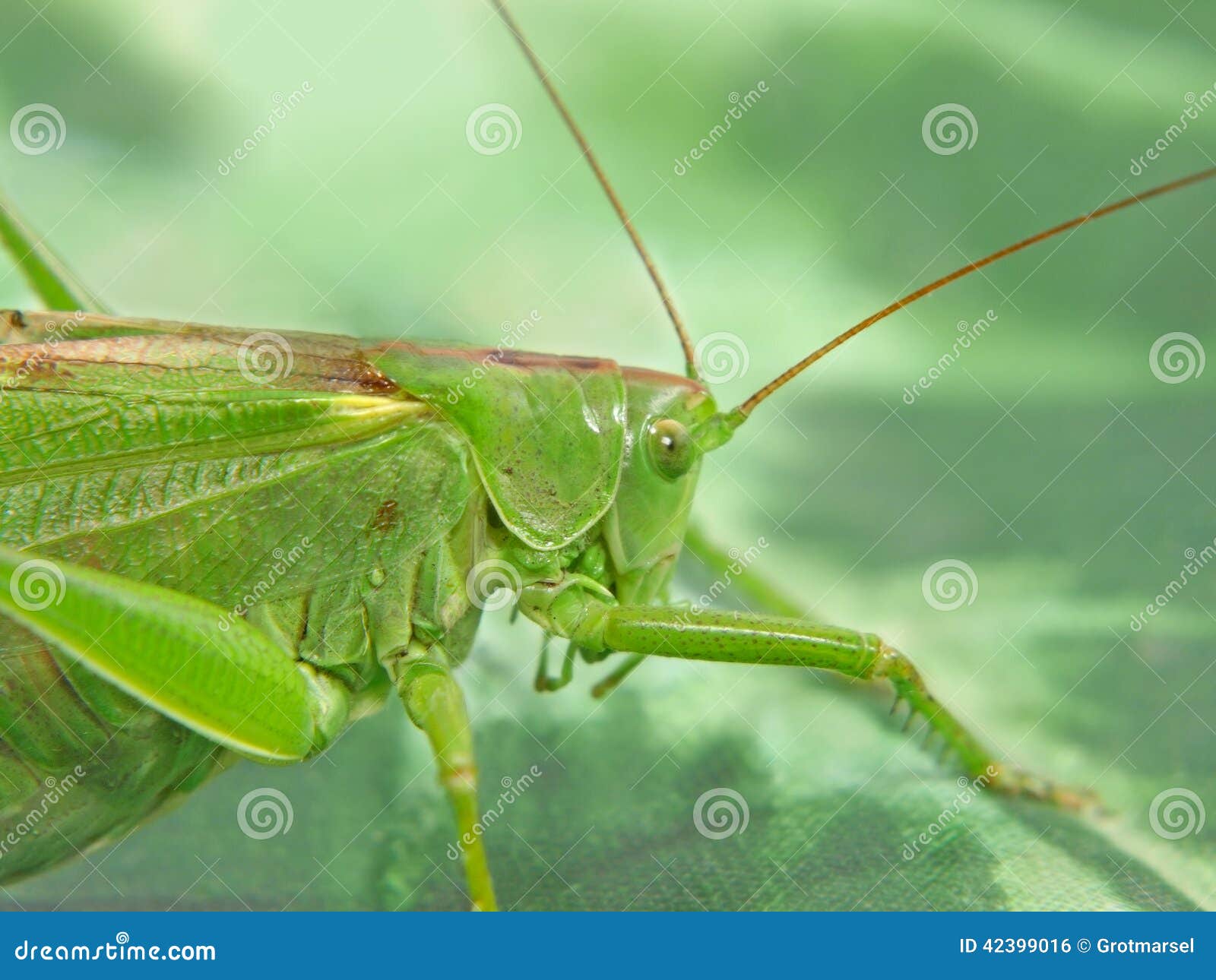 Locust taken closeup. stock photo. Image of animal, macro - 42399016
