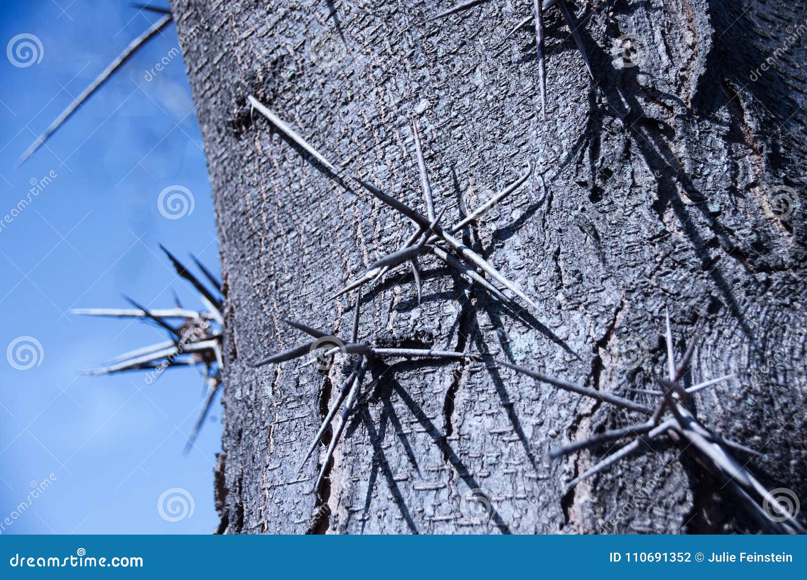 Locust Thorns stock photo. Image of dangerous, sharp - 110691352
