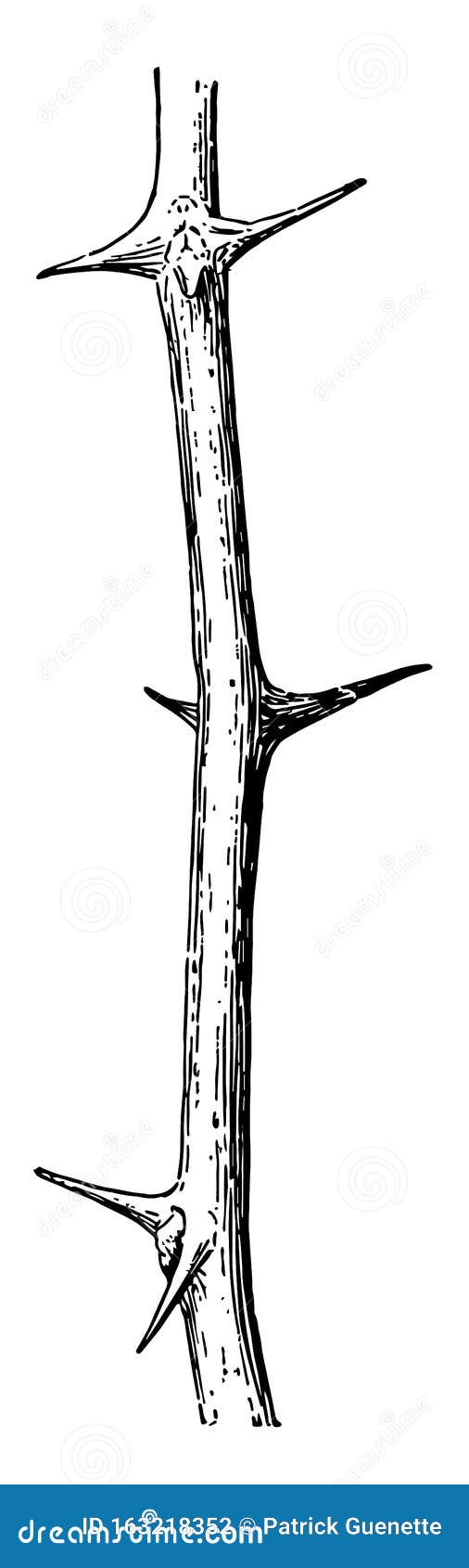 Locust Thorns Vintage Illustration Stock Vector - Illustration of white ...