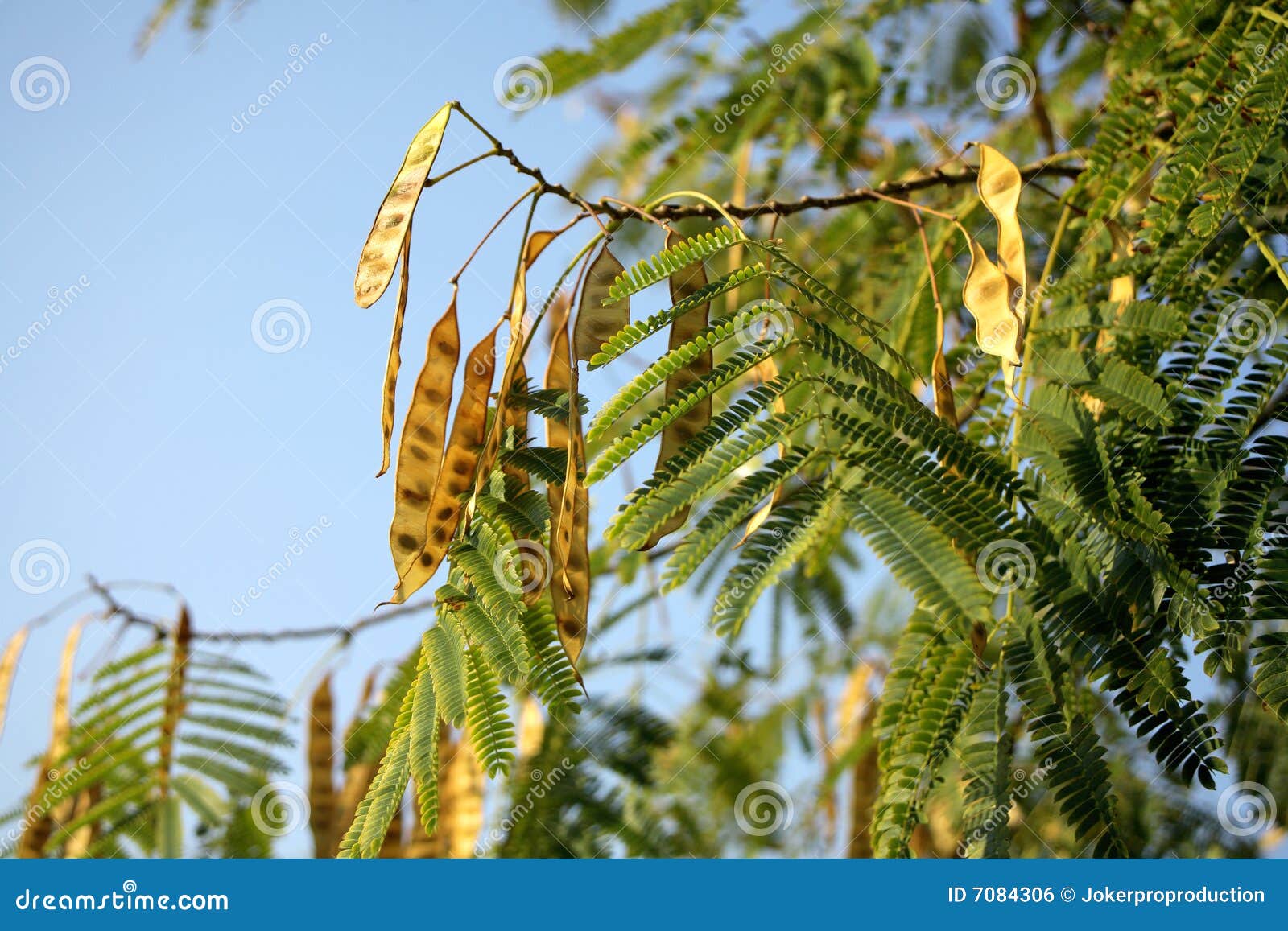 Locust tree stock photo. Image of outdoor, branches, branch - 7084306