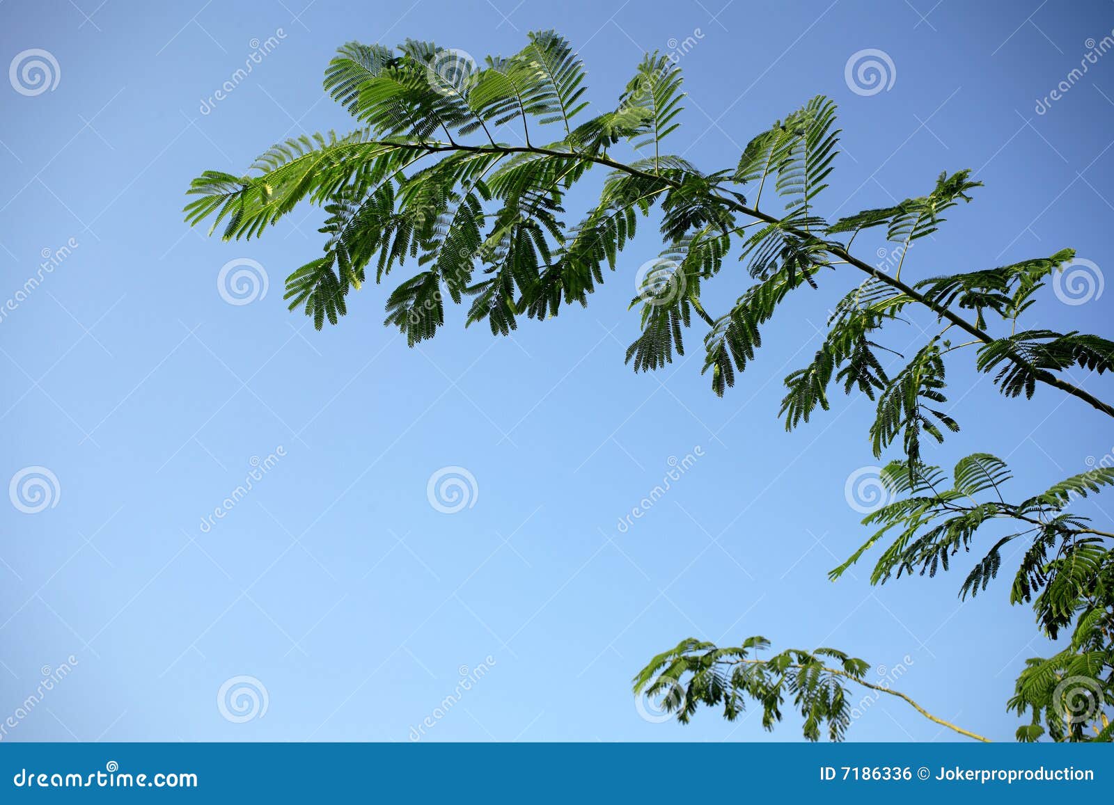 Locust Tree Leaves In Sunlight. Stock Photography | CartoonDealer.com ...