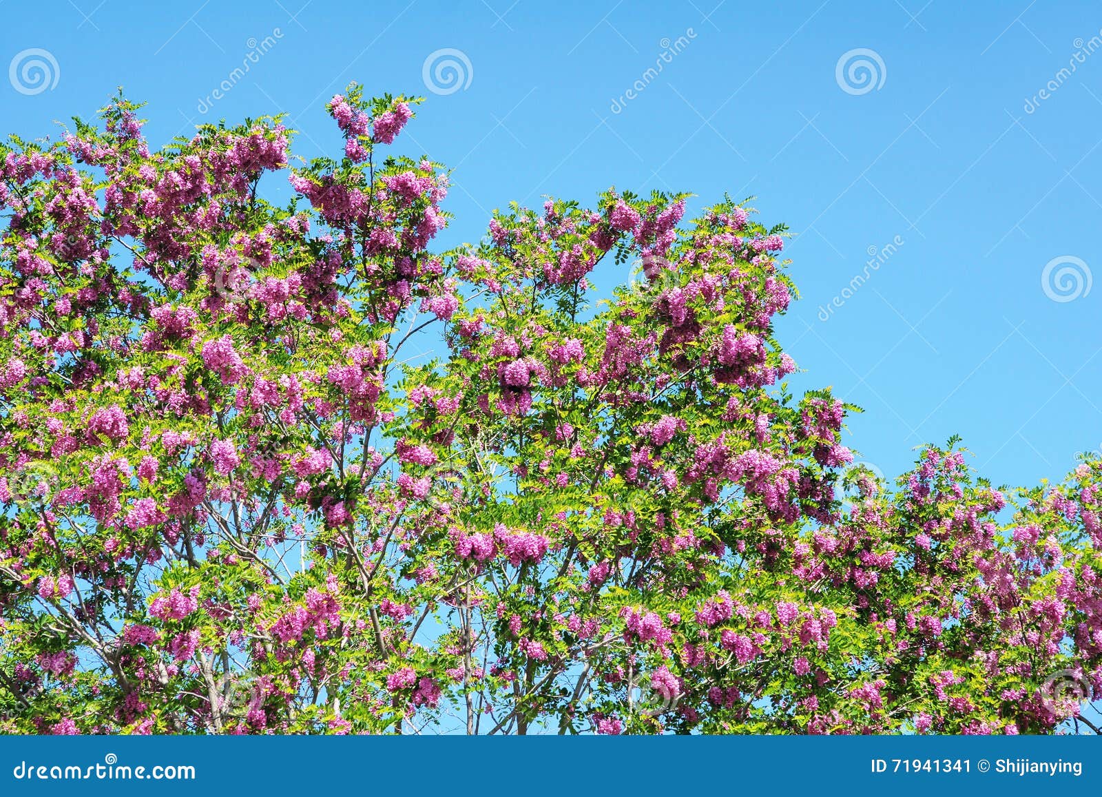 Locust tree stock image. Image of blue, closeup, spring - 71941341