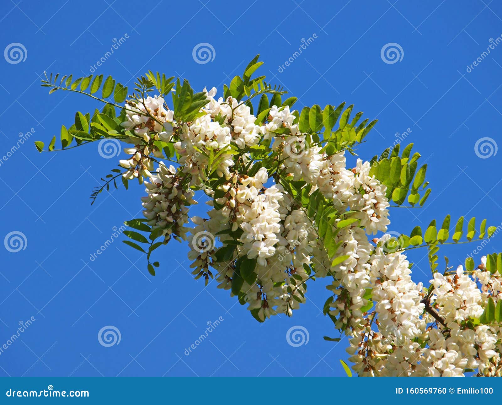 Locust Tree Blossom in Spring Stock Photo - Image of pink, flower ...
