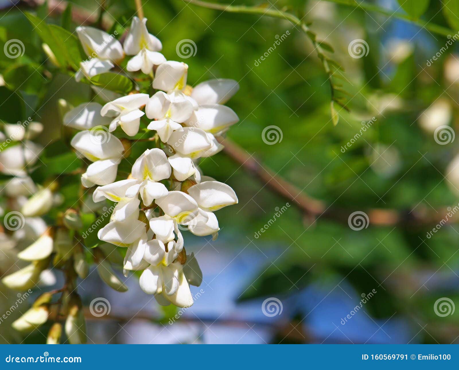 Locust Tree Blossom in Spring Stock Image - Image of pseudoacacia ...