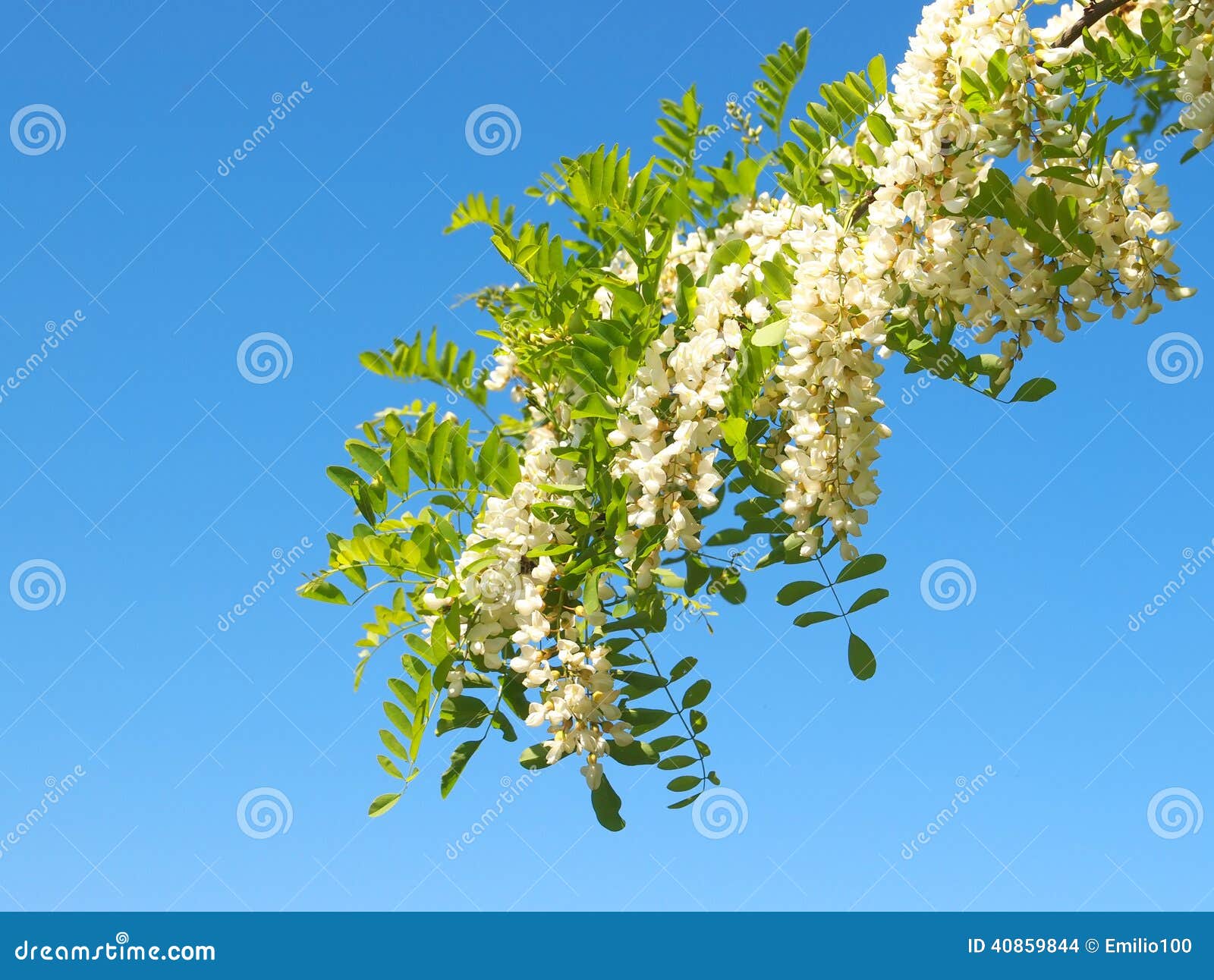 Locust tree blossom stock photo. Image of locust, leaves - 40859844