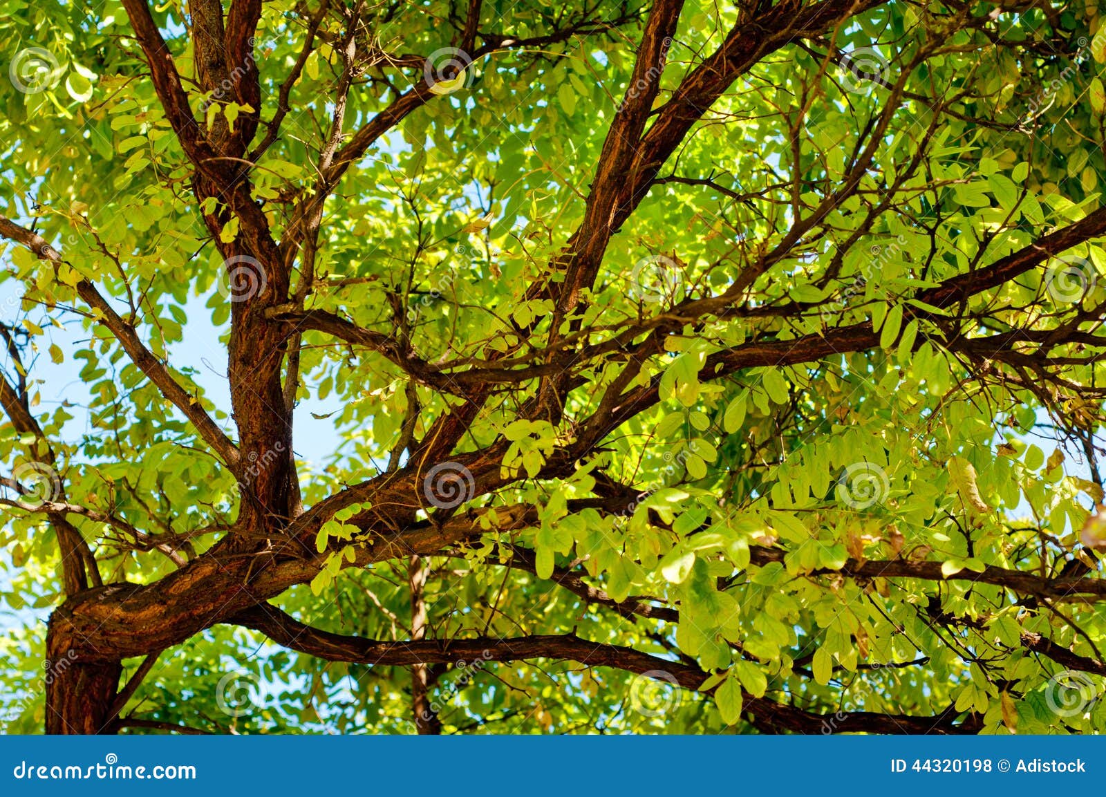Locust Tree Close-up Background. Stock Photo - Image of leaves ...