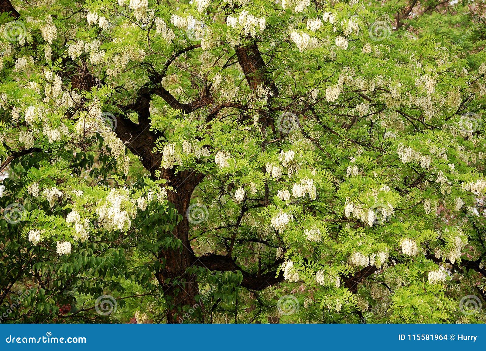 Locust Tree, Flowers Blooming in Spring Stock Photo - Image of blossom ...