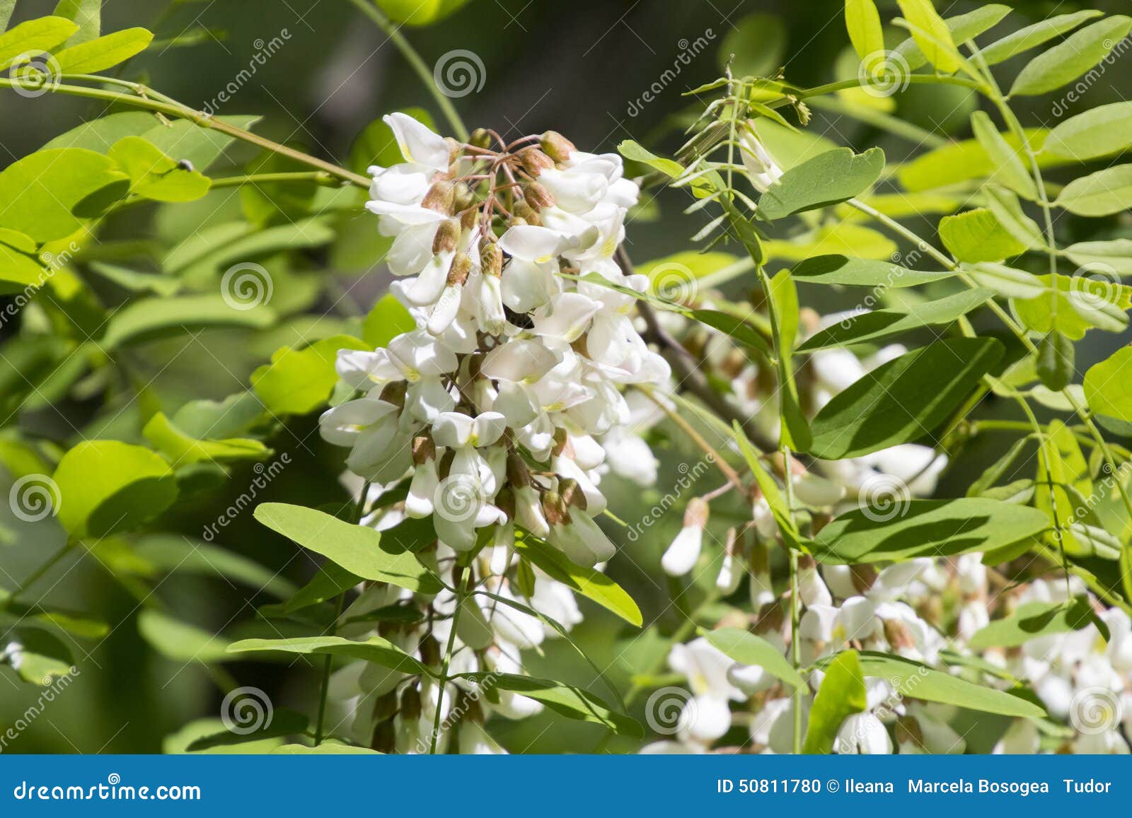 Locust Tree Flowers and Leaves with Bees Stock Photo - Image of ...