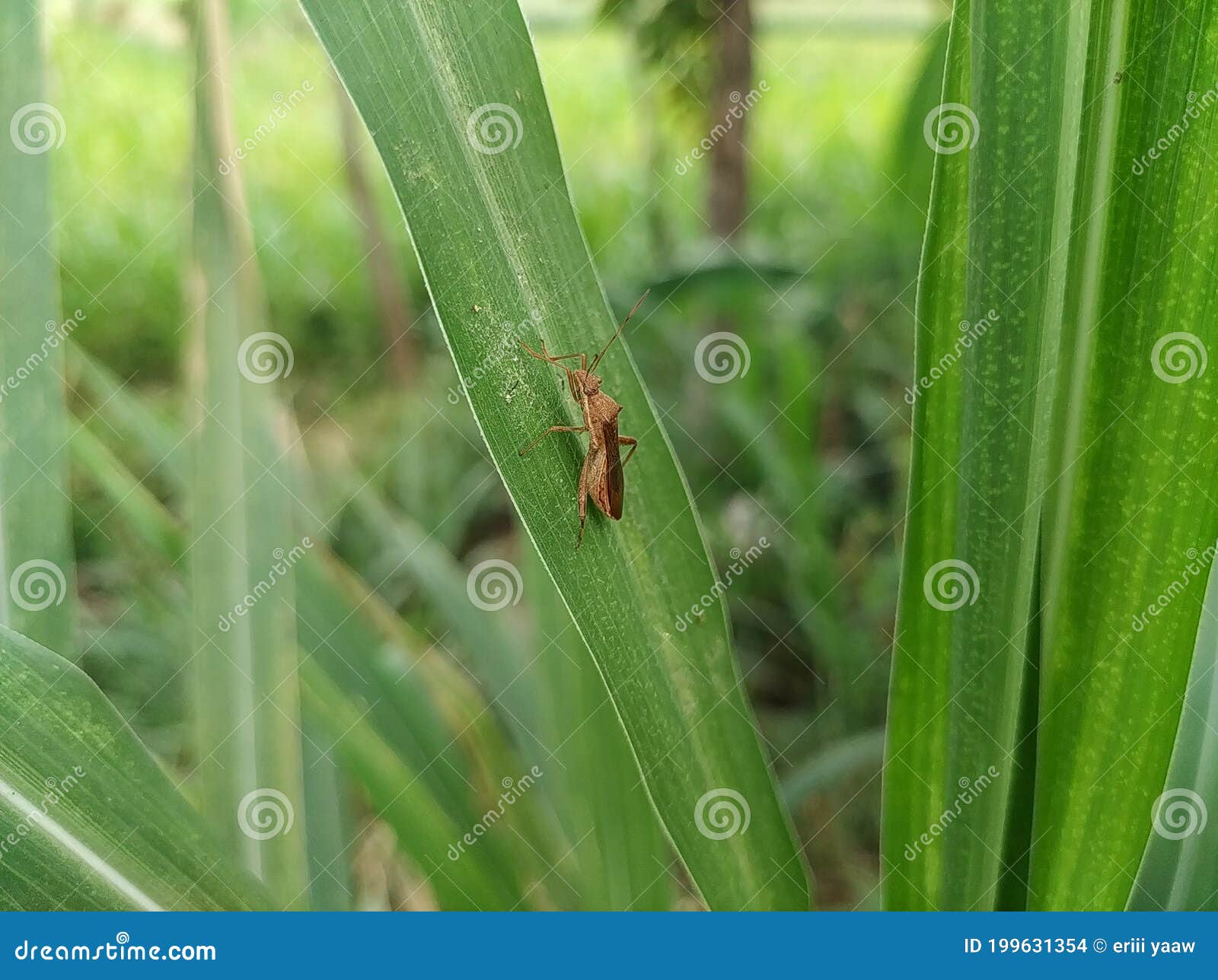 Locust-type Insects Up in Greenery Stock Photo - Image of grassland ...