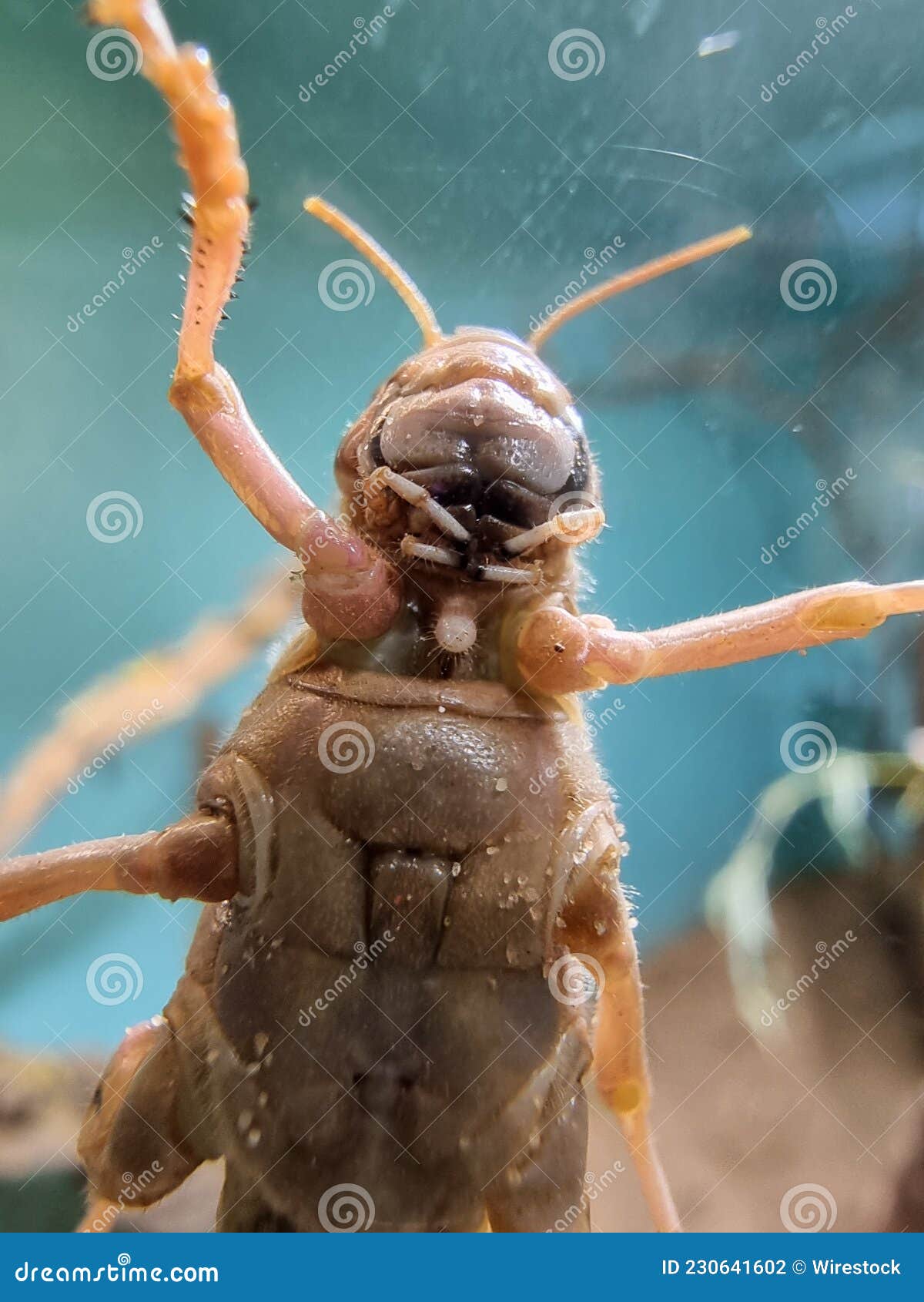 Close Up Picture of the Underside of a Locust Stock Photo - Image of ...