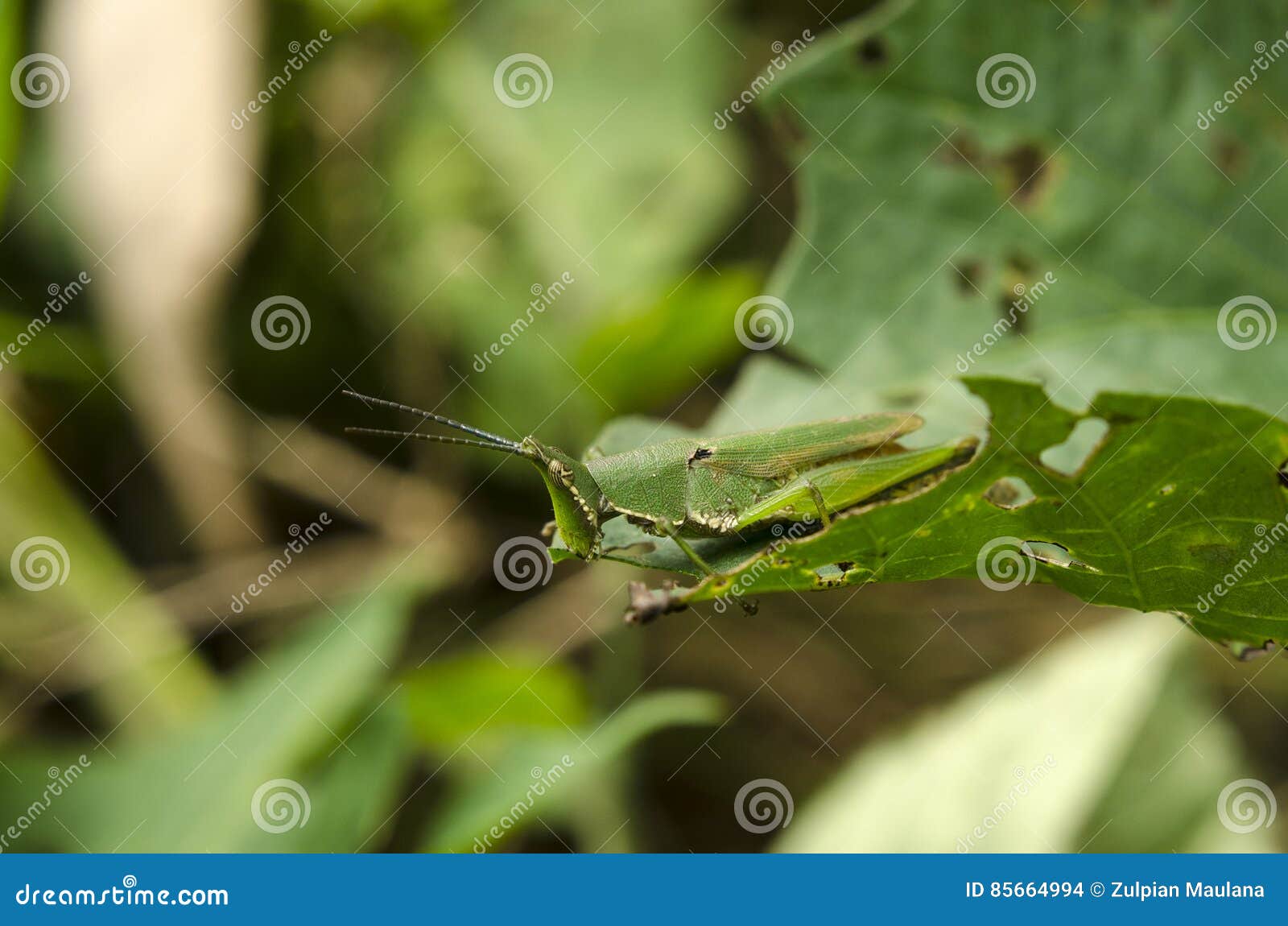 Locust were eating stock photo. Image of eating, leaves - 85664994