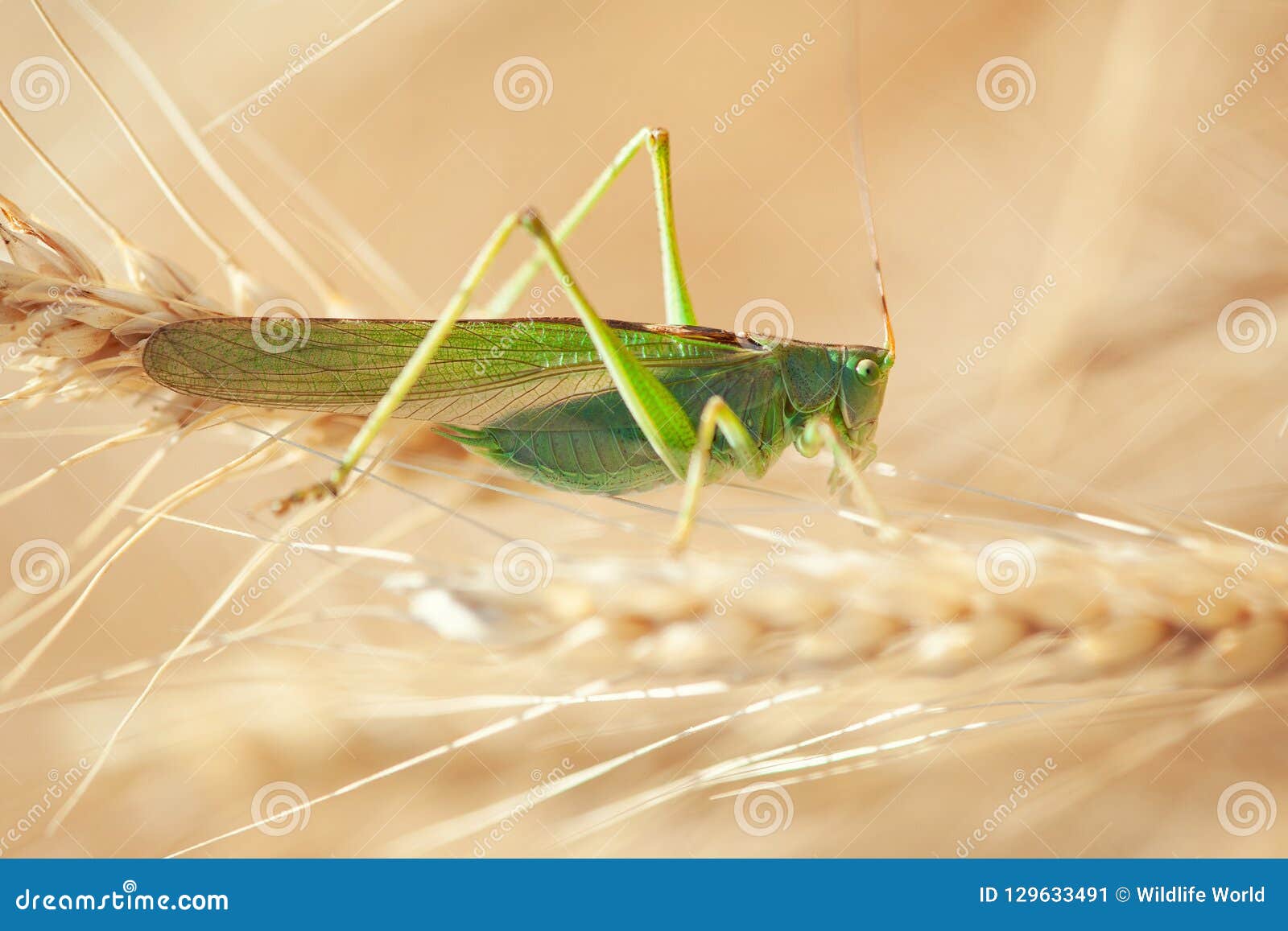 Locust on Wheat Grain. Crop Damage To Whole Grain Harvest Stock Image ...