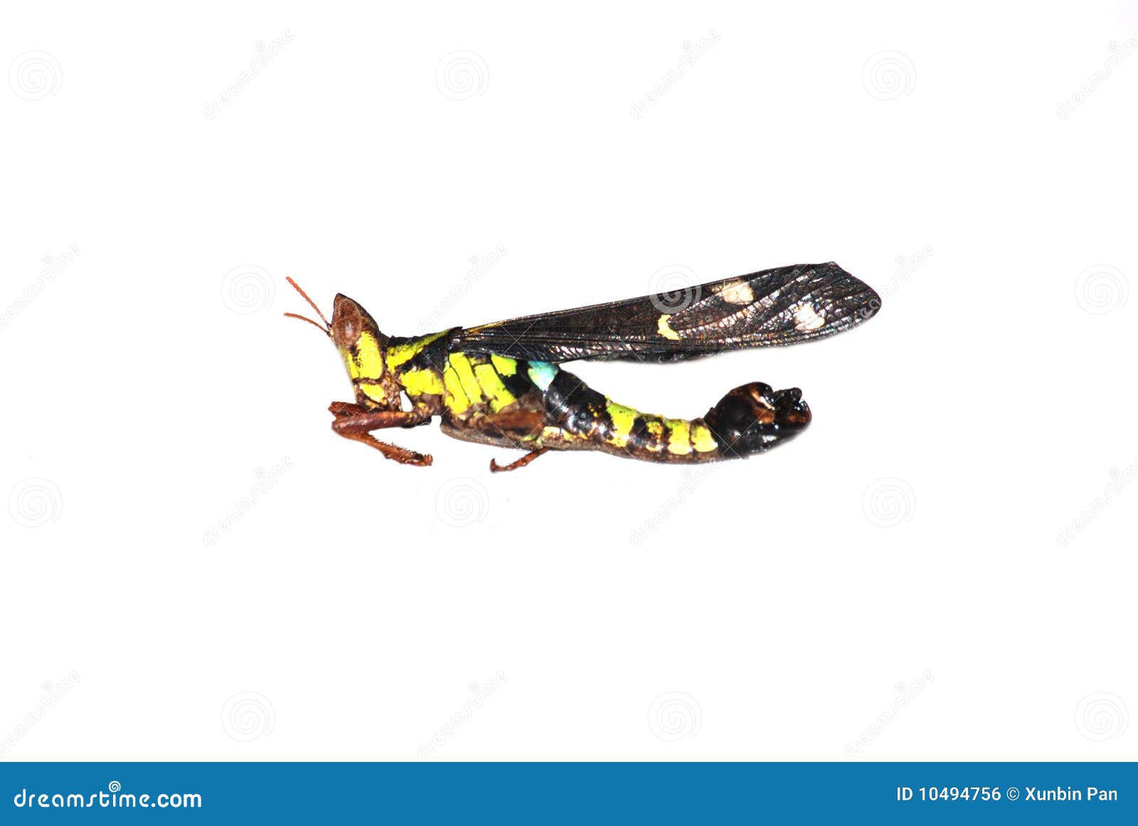 Locust in white stock photo. Image of brown, close, caelifera - 10494756
