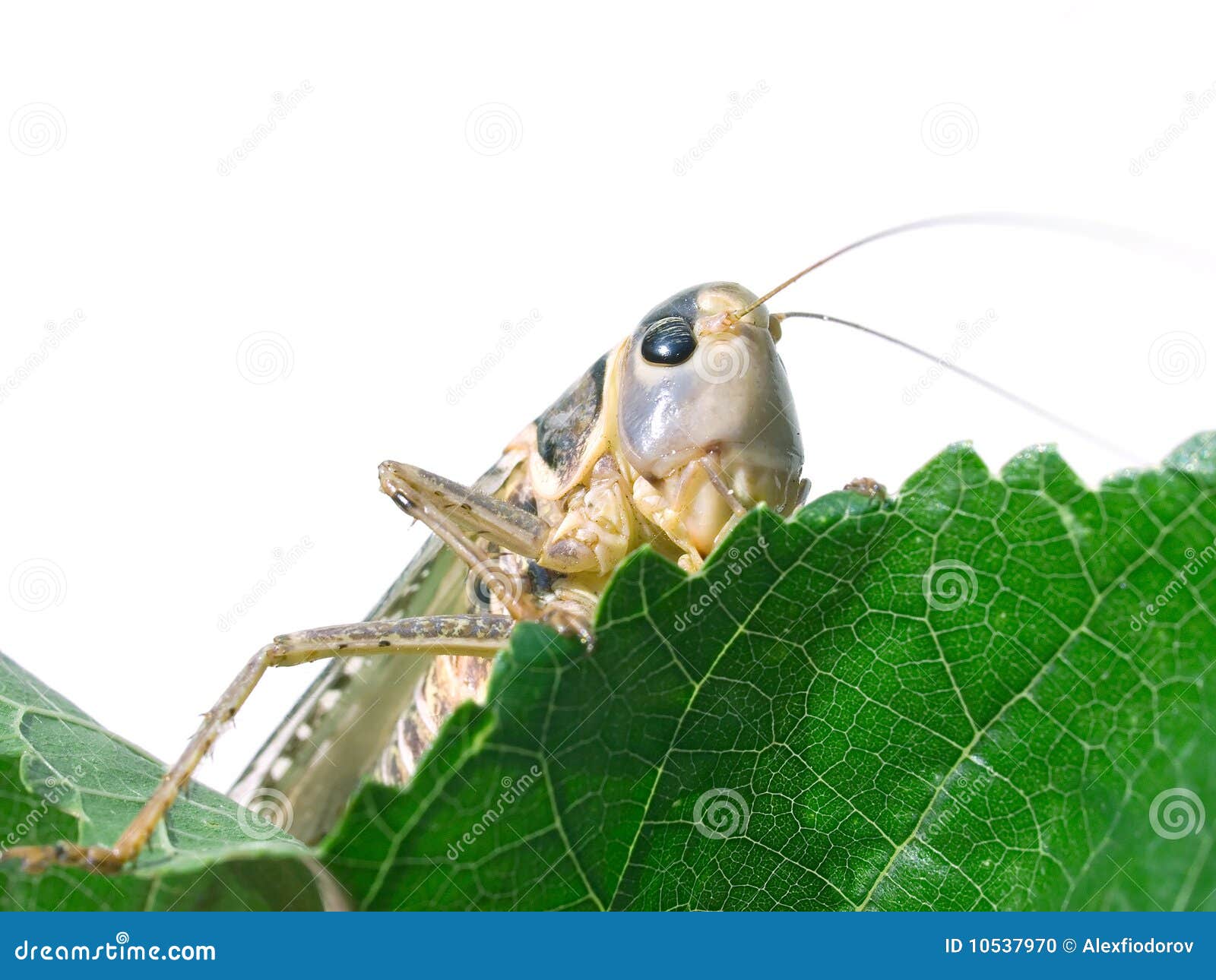 Locust on White Background. Stock Photo - Image of plants, grasshopper ...