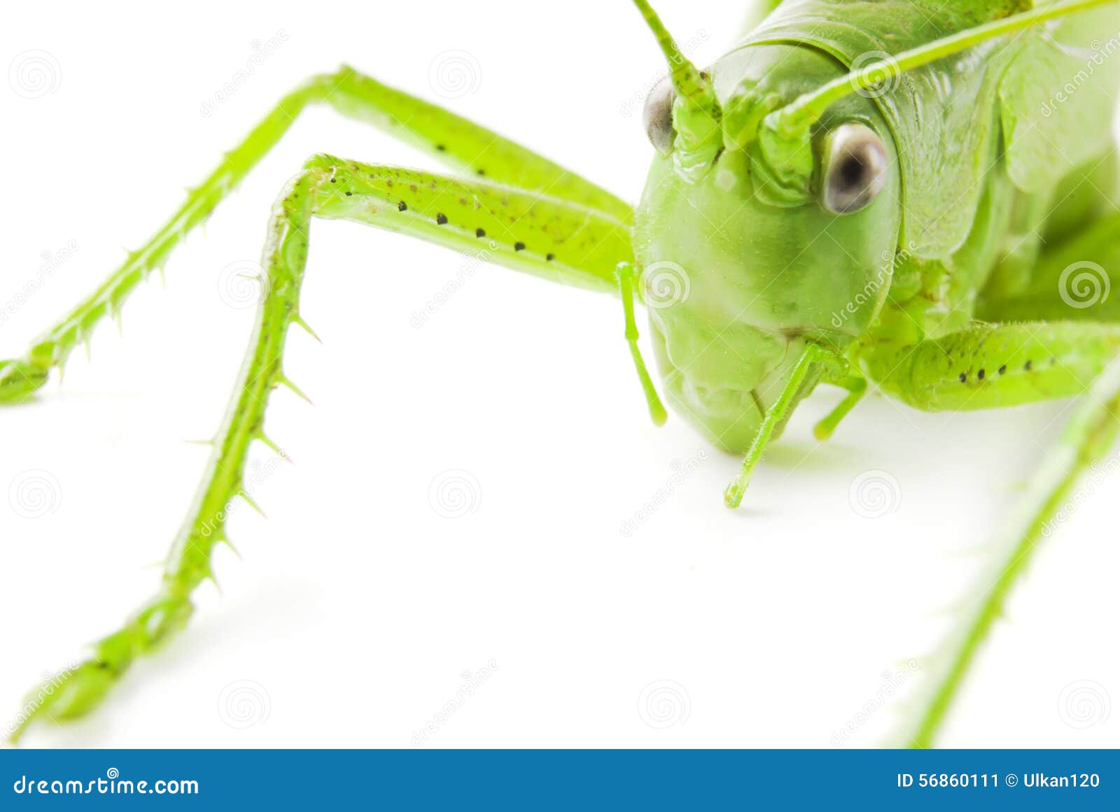 Locust on white background stock image. Image of color - 56860111