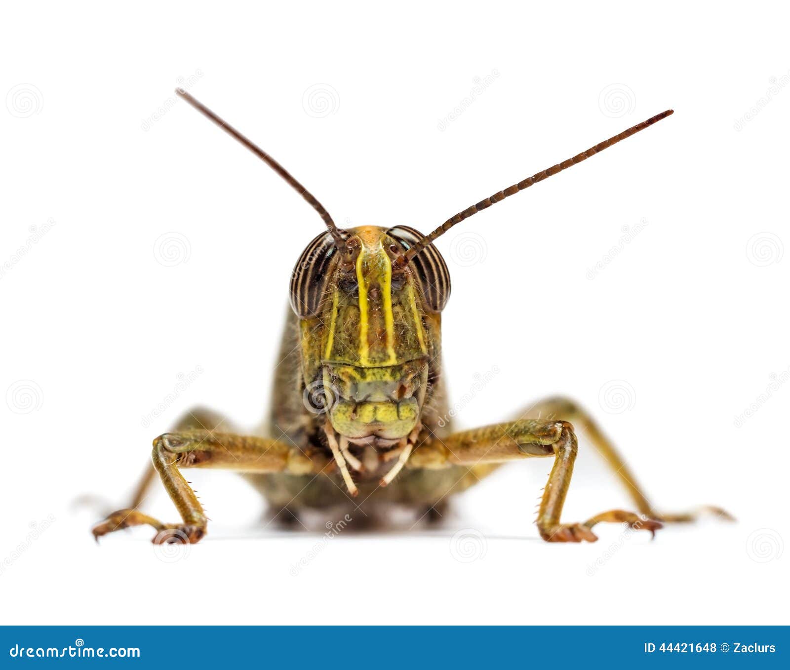 Locust stock photo. Image of locust, eyes, wild, grass - 44421648