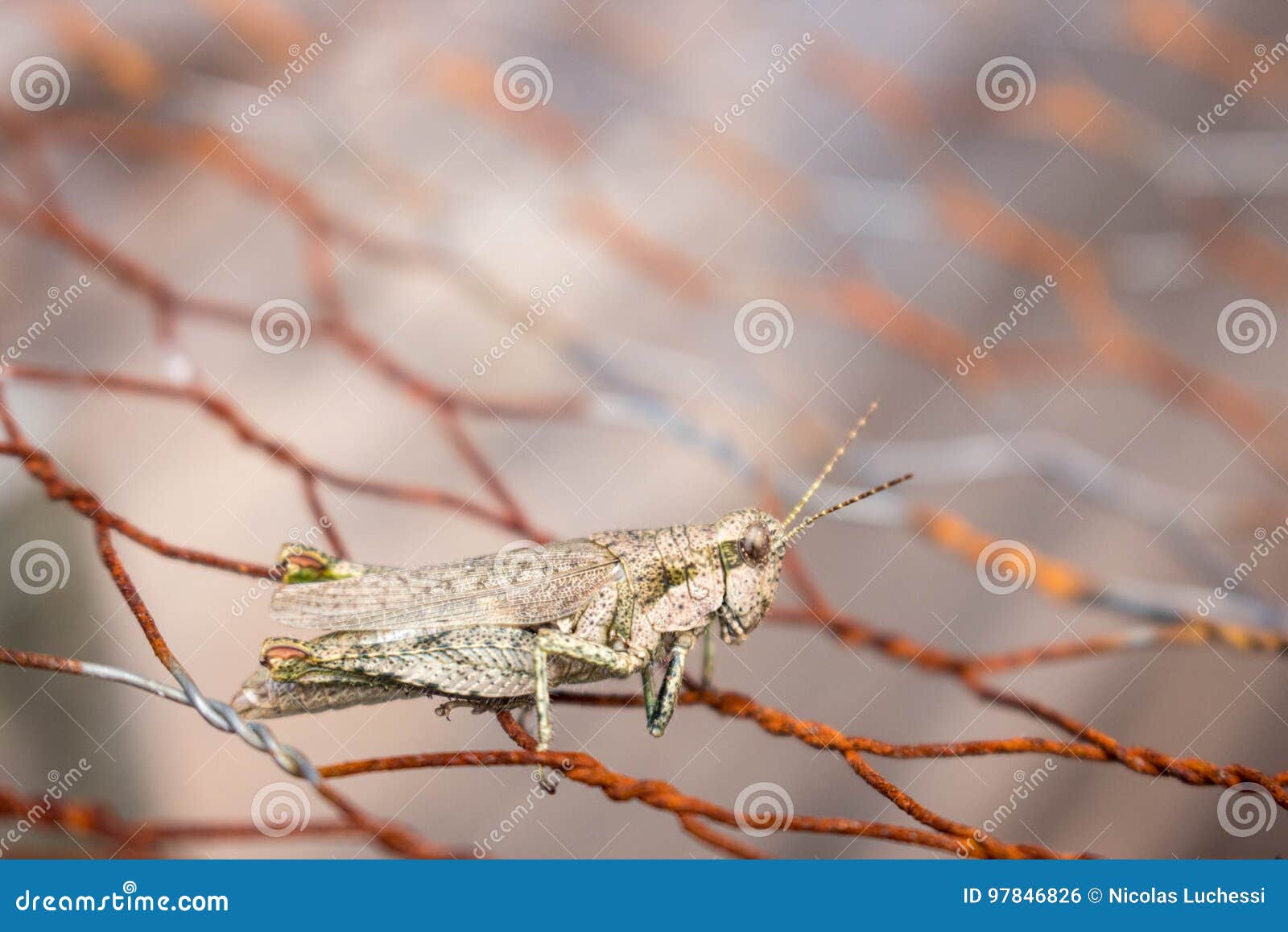 Locust stock photo. Image of nature, insect, oxide, wiring - 97846826