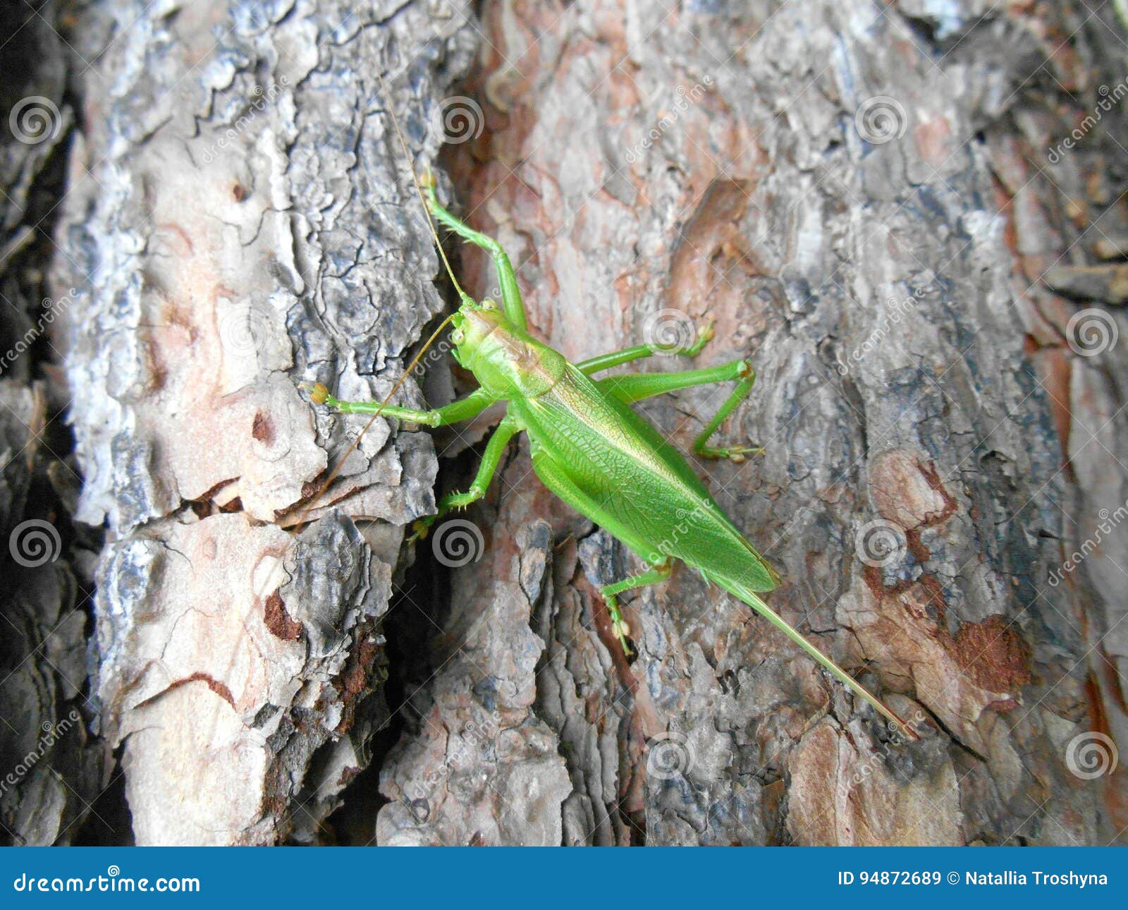 Locust on a wood tree stock image. Image of green, macro - 94872689