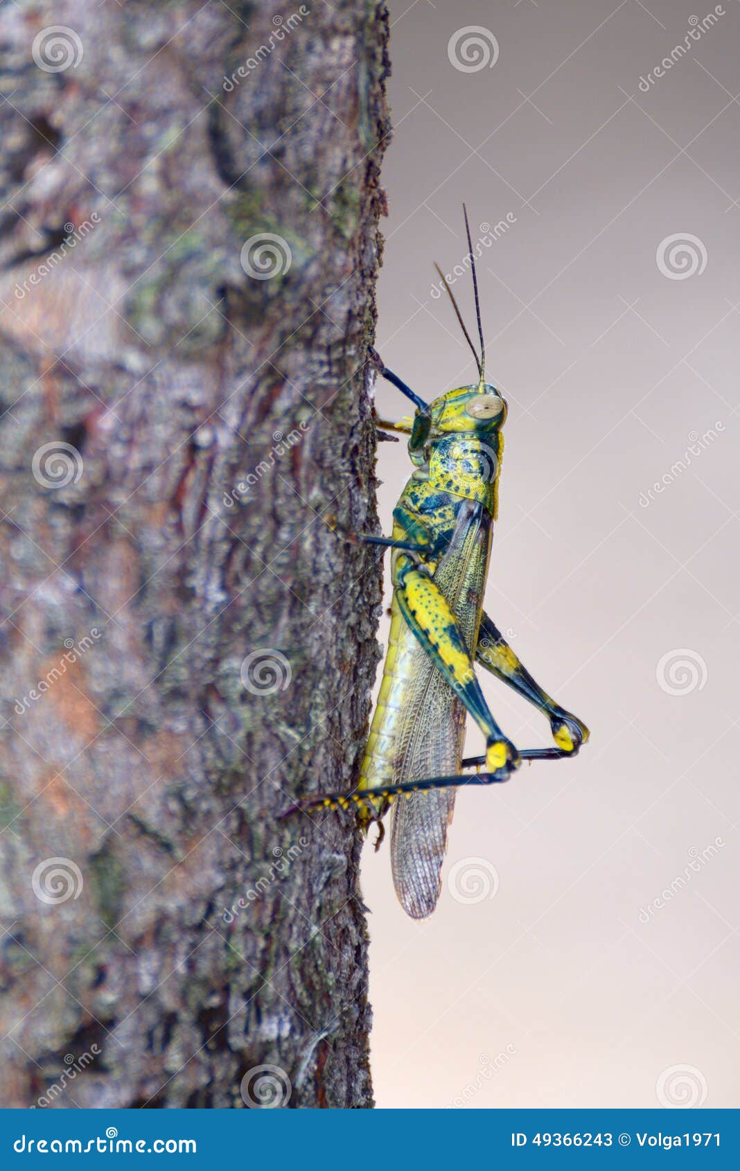 Locust stock image. Image of closeup, grasshopper, plant - 49366243