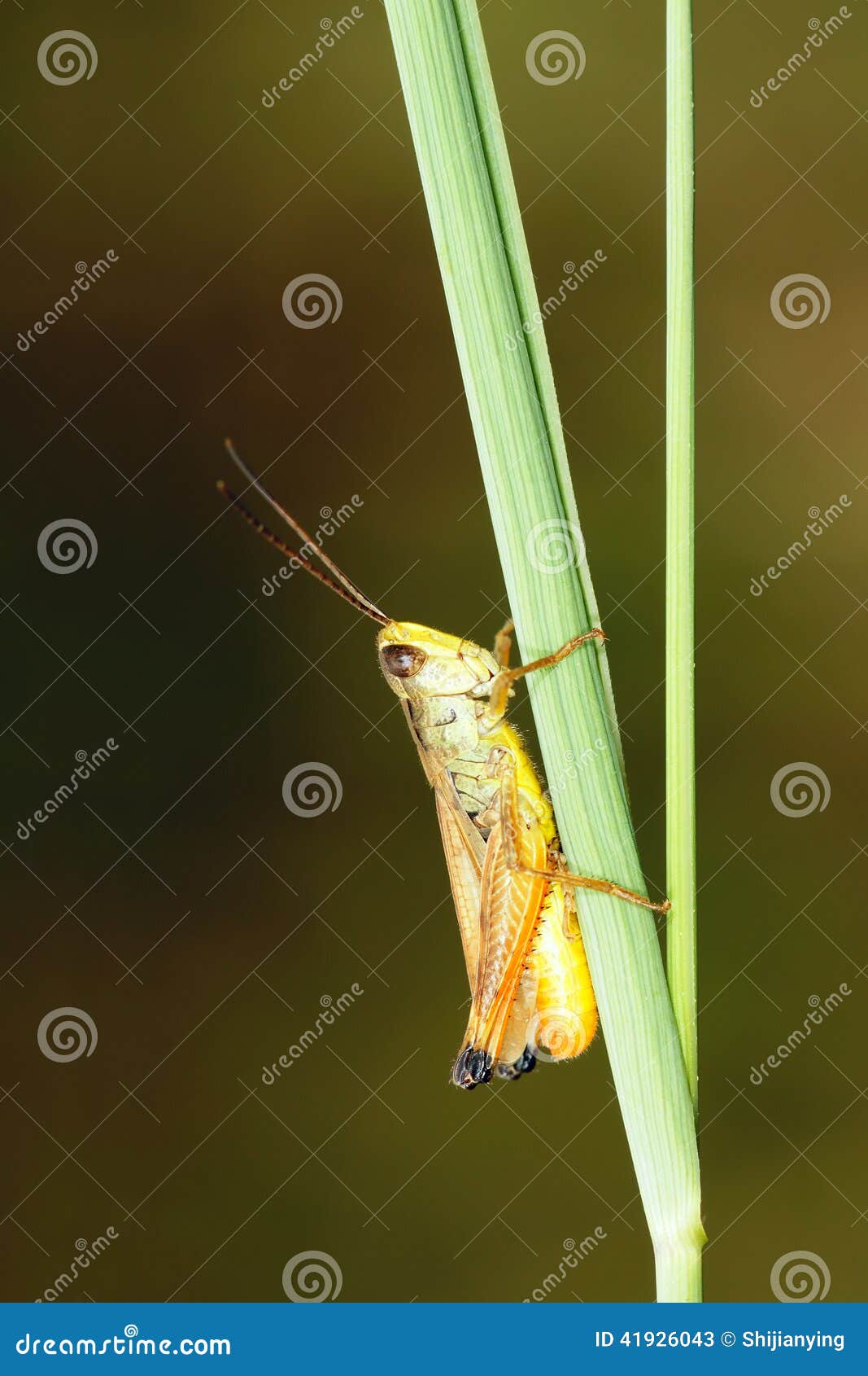 Locust stock image. Image of closeup, grass, wild, insects - 41926043