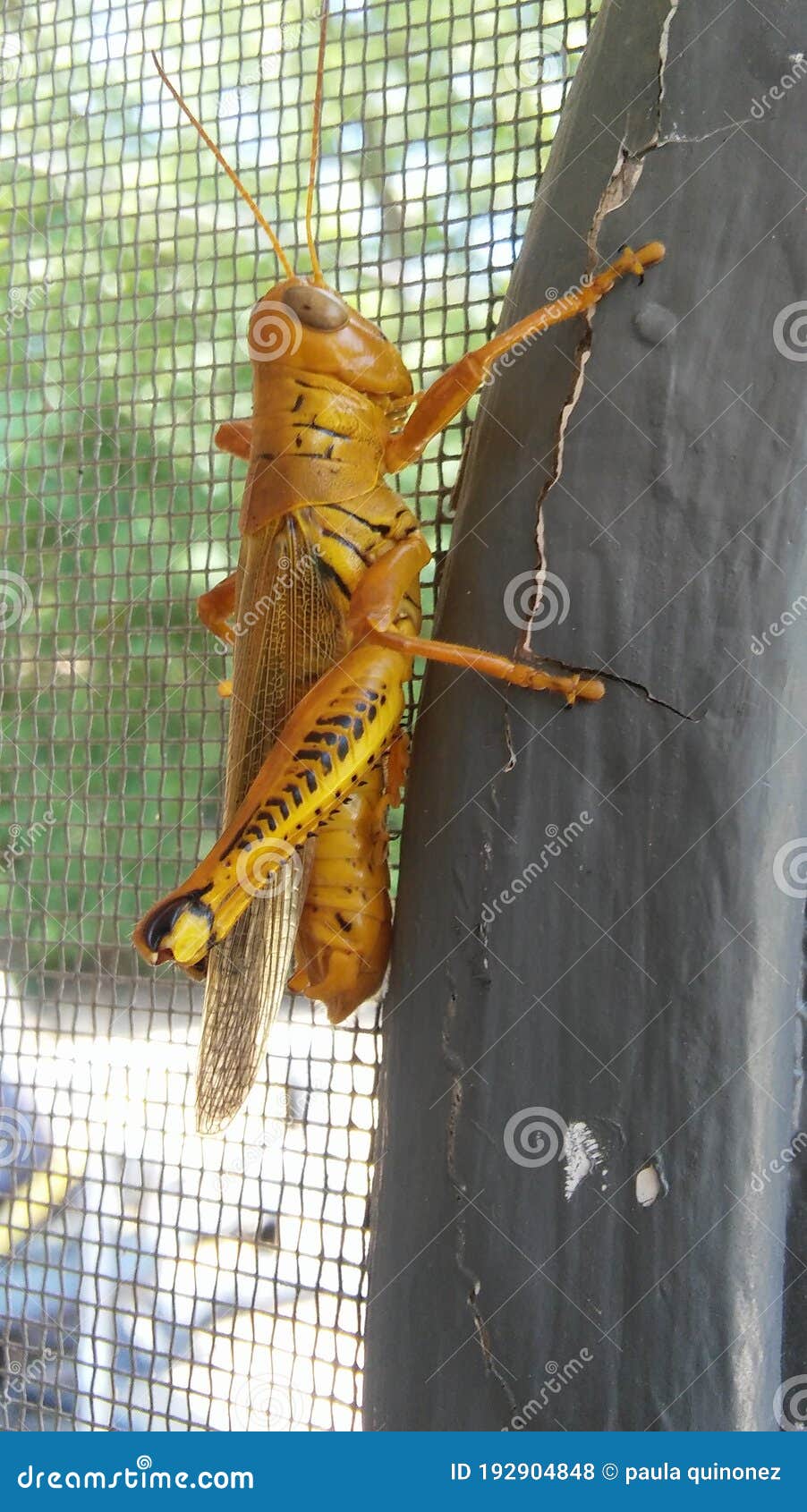 Grasshopper Climbing A Blade Of Grass, Macro Photo. Small Insect With ...