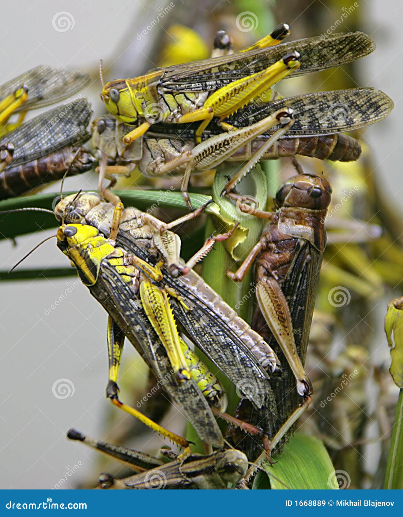 Locusta 1 immagine stock. Immagine di desertificazione - 1668889