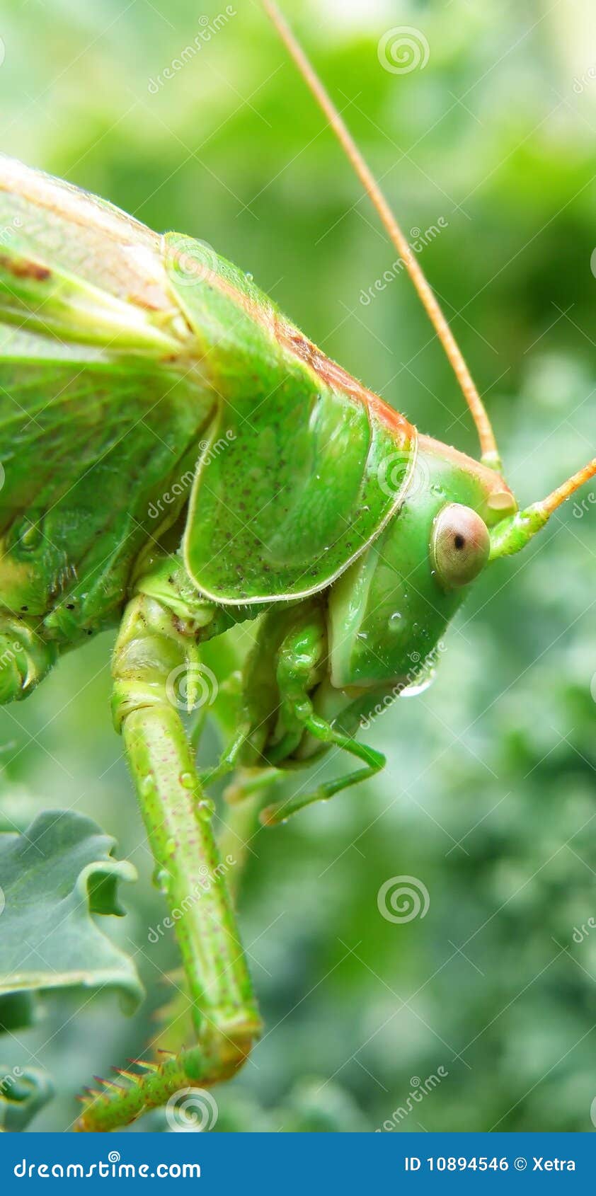 Locusta fotografia stock. Immagine di grillo, straniero - 10894546