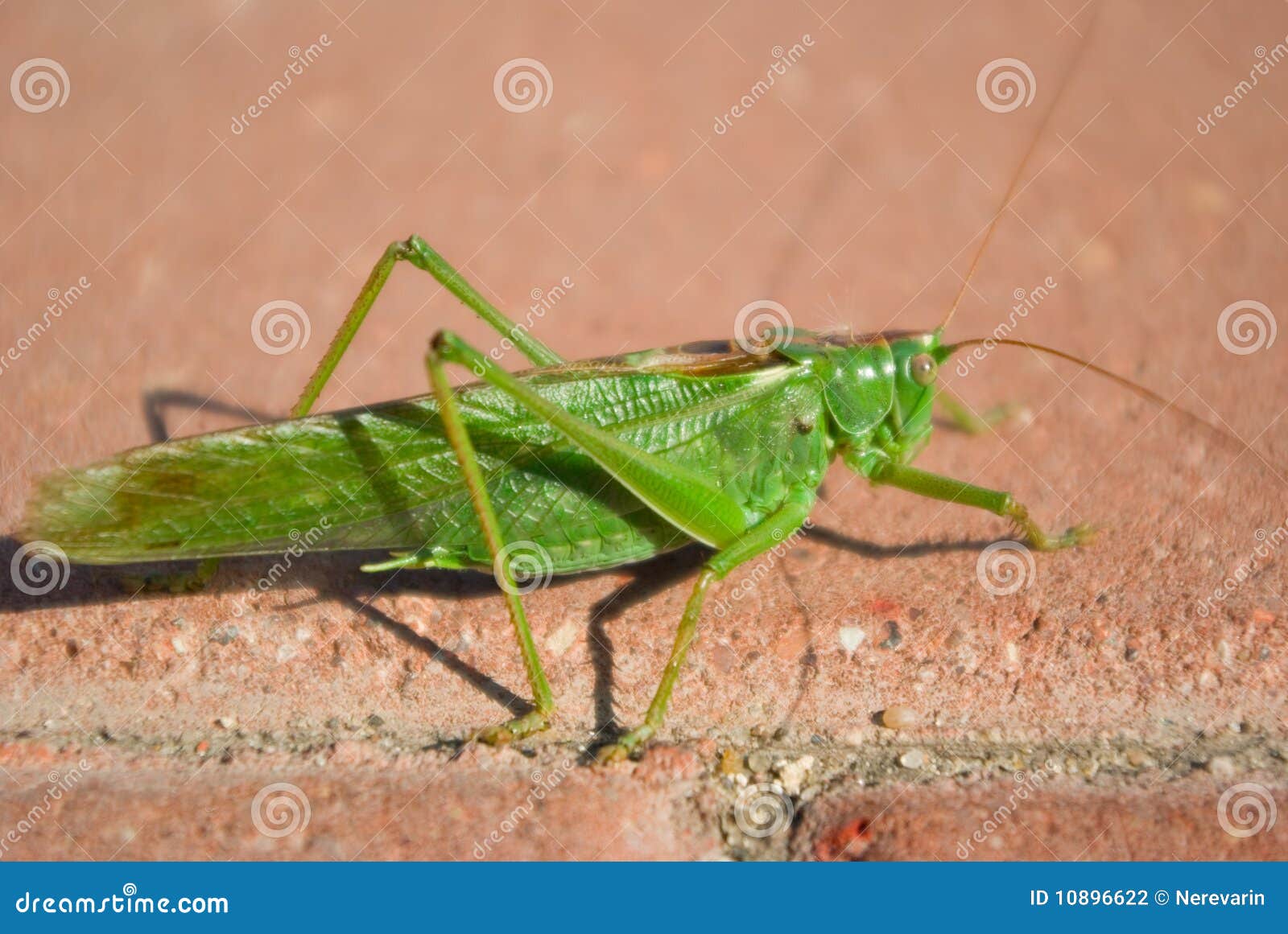 Locusta fotografia stock. Immagine di agricoltura, distrugge - 10896622