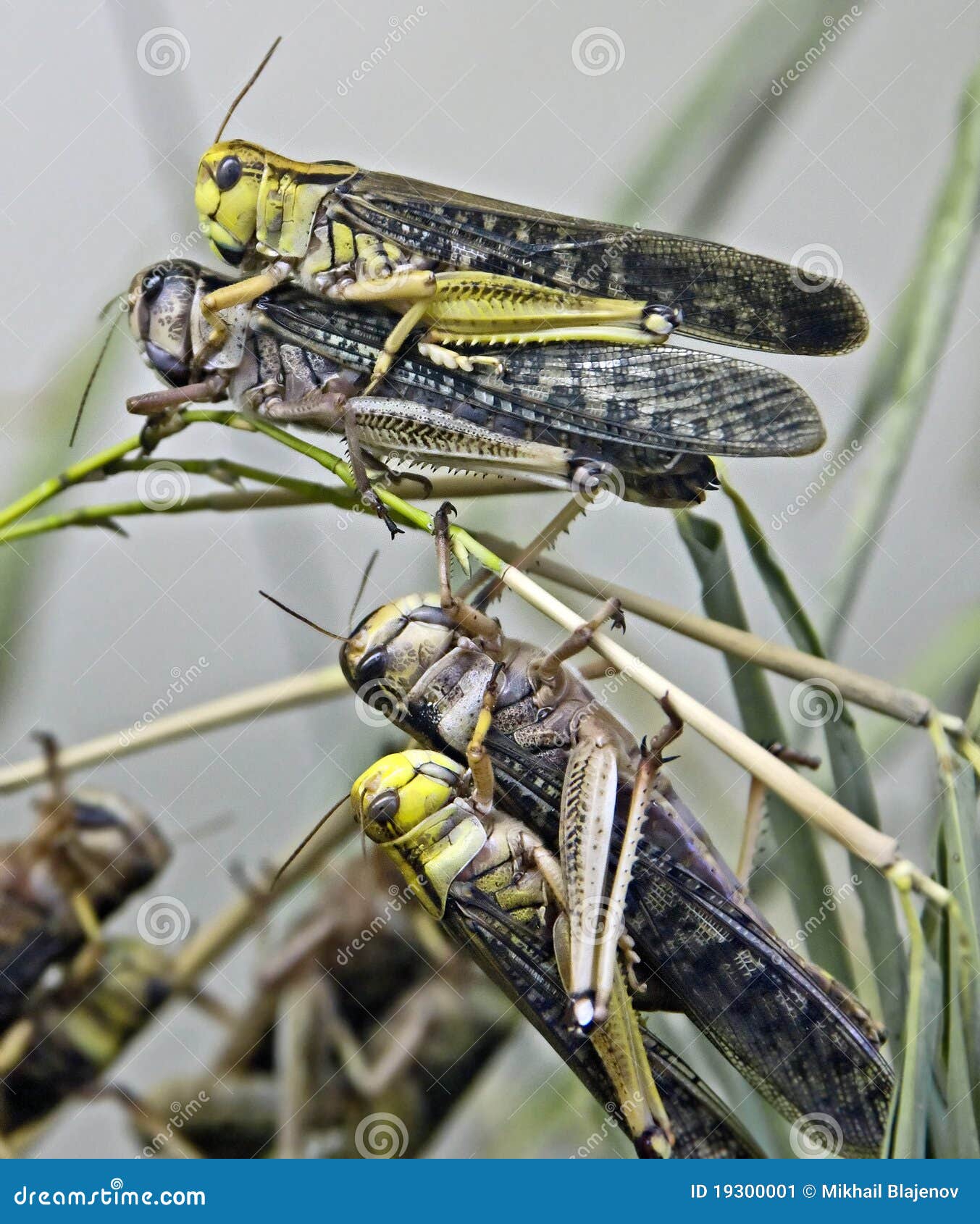 Locusta 2 del deserto immagine stock. Immagine di zoologia - 19300001