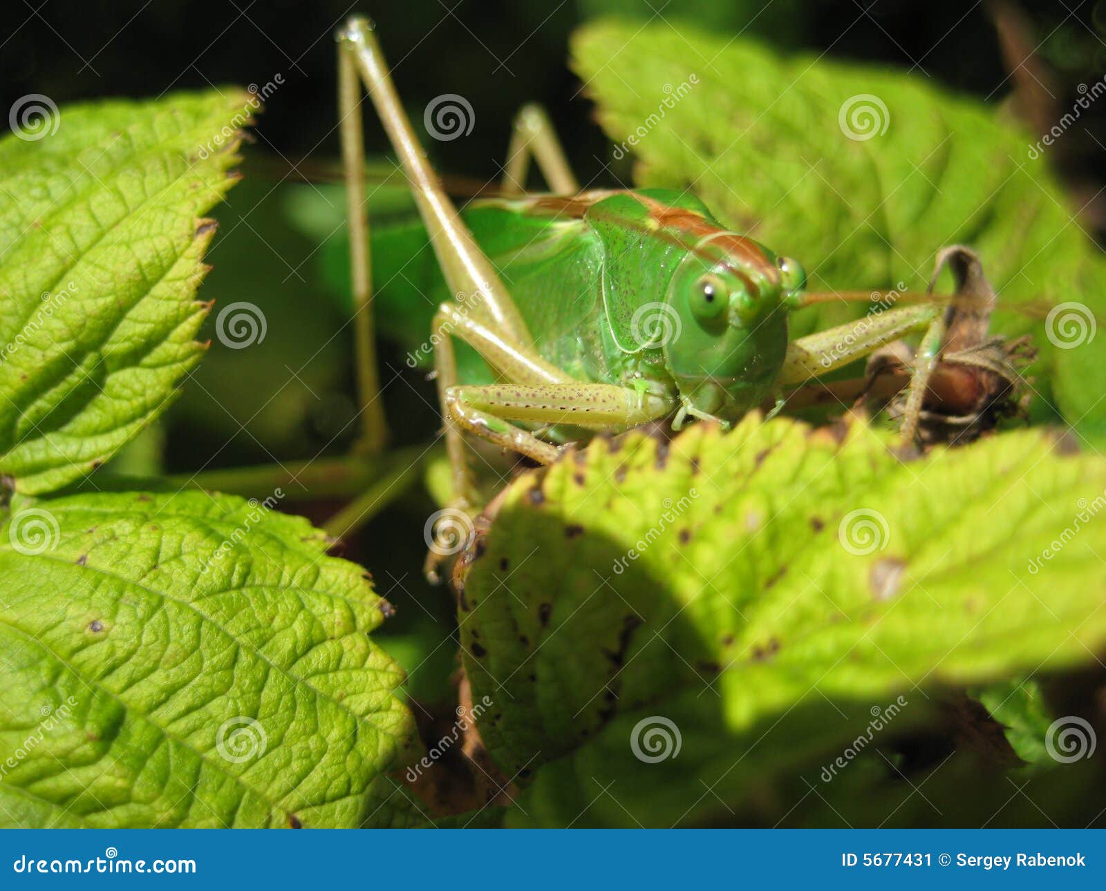 Locusta 5 immagine stock. Immagine di insetto, verde, lampone - 5677431