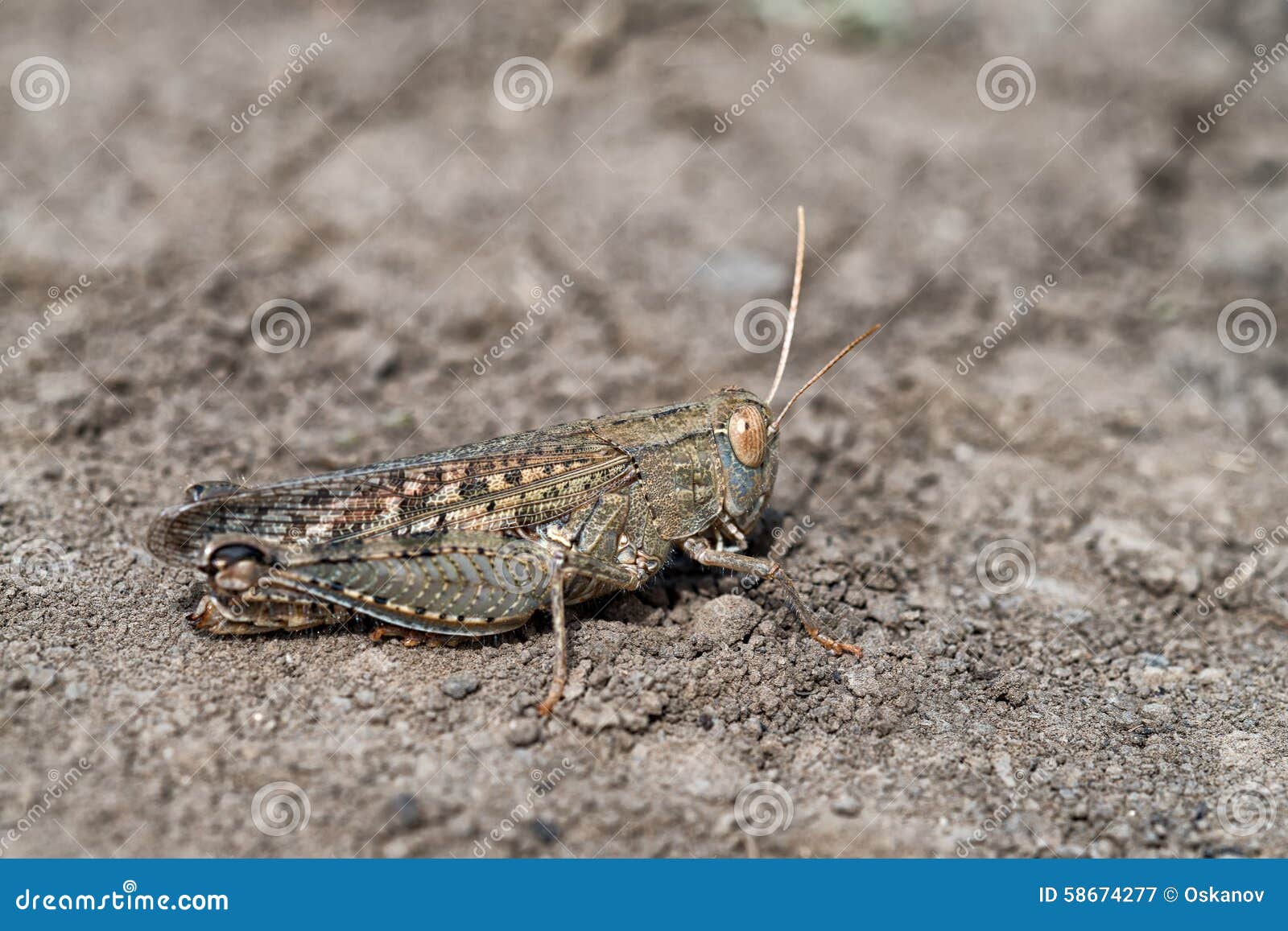 Locusta immagine stock. Immagine di fauna, disastro, vita - 58674277