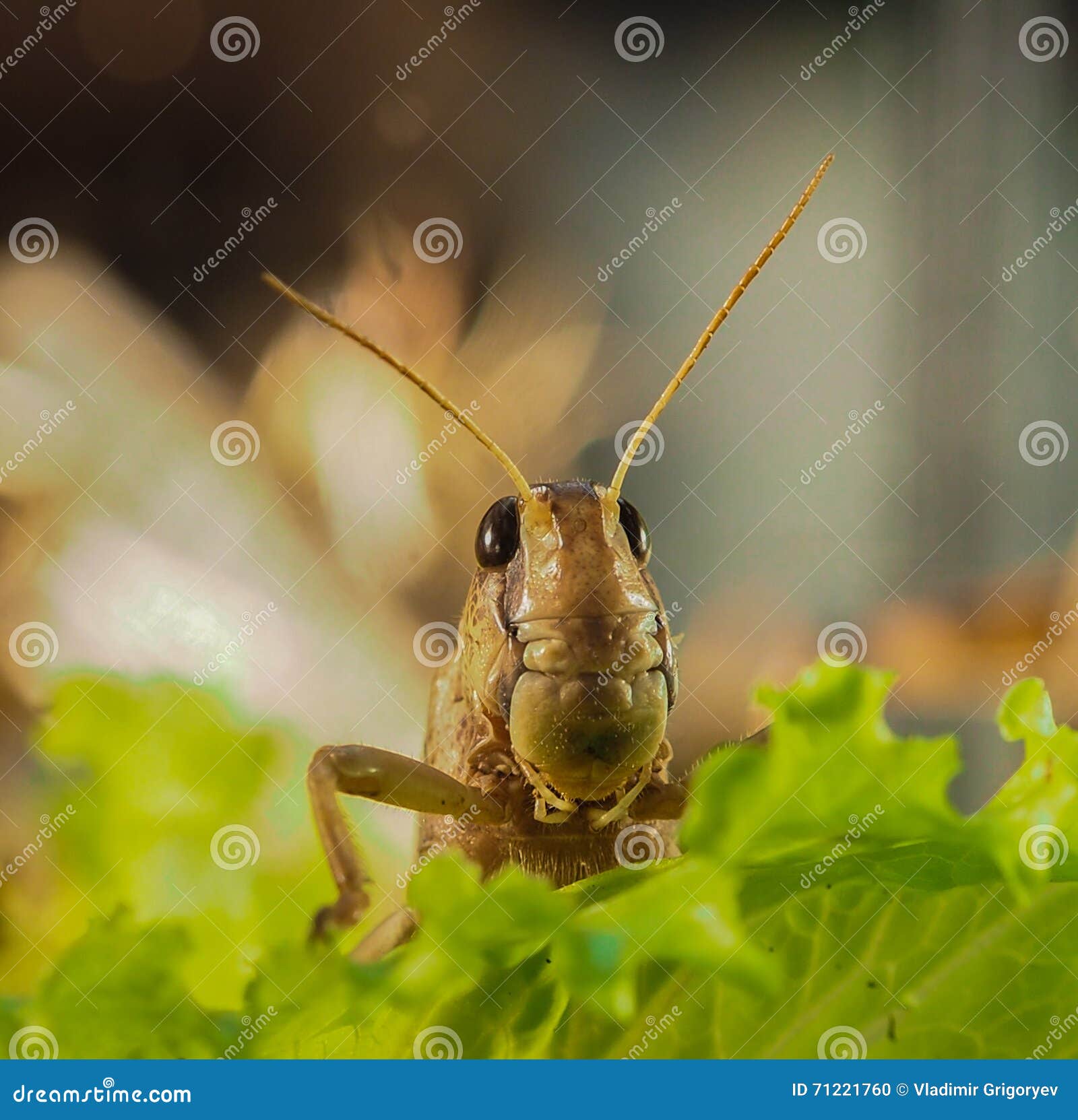 Locusta fotografia stock. Immagine di insetto, foglio - 71221760
