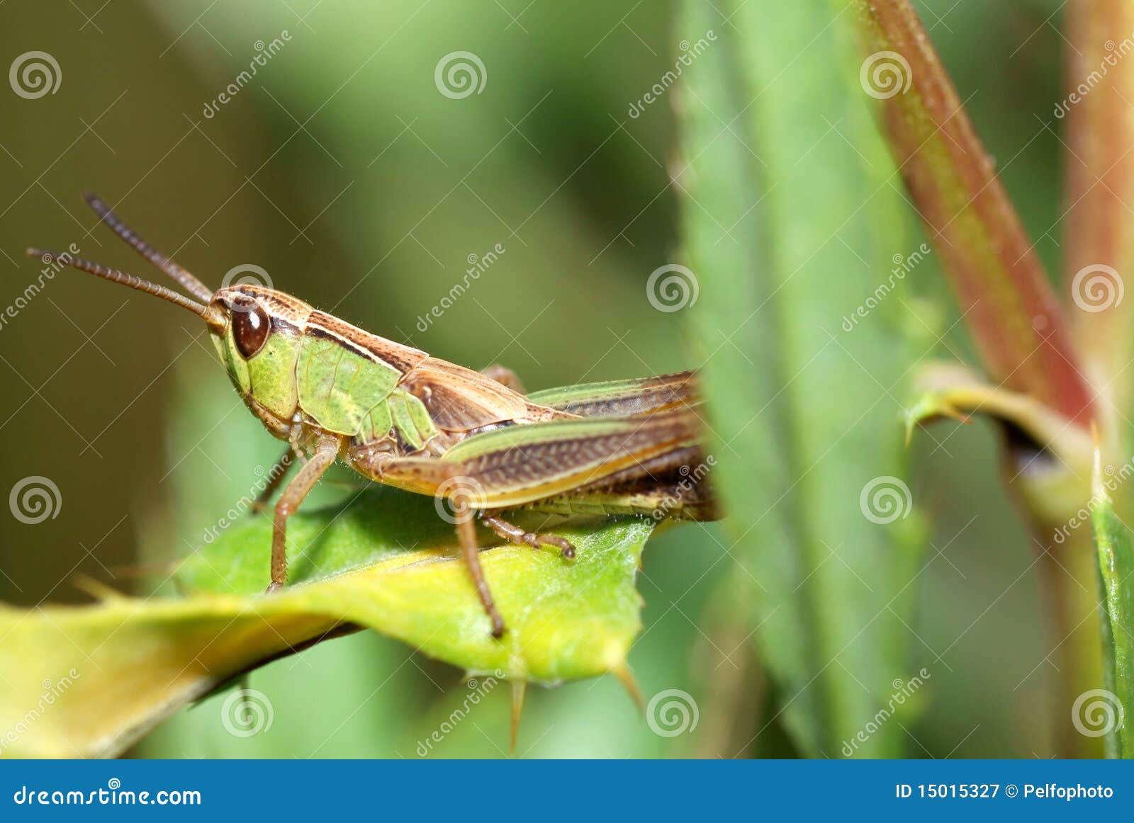 Locusta da frondeggiare. immagine stock. Immagine di ceco - 15015327