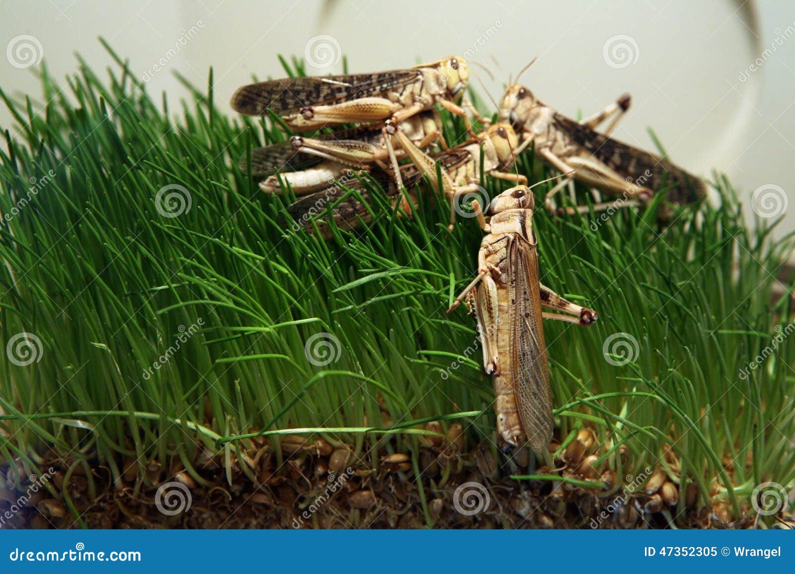 Locusta del deserto immagine stock. Immagine di consumo - 47352305