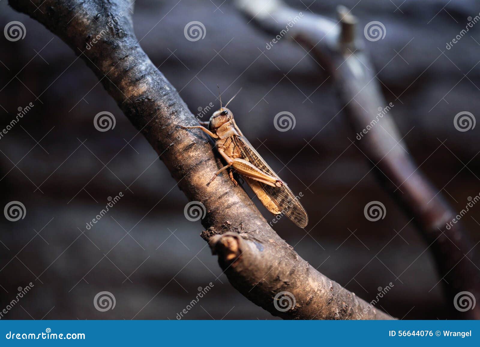 Locusta Del Deserto (schistocerca Gregaria) Fotografia Stock - Immagine ...