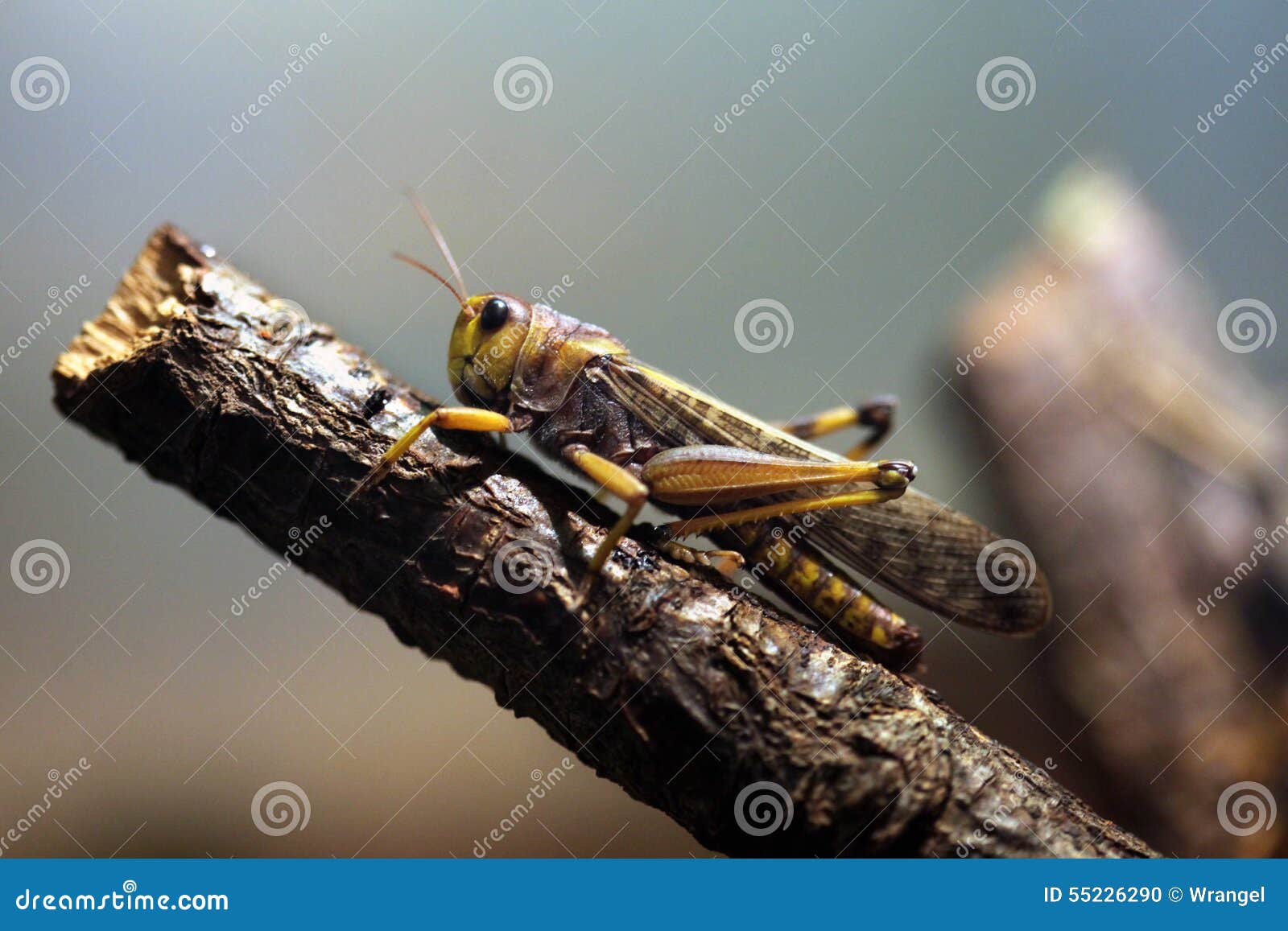 Locusta Migratore (locusta Migratoria) Fotografia Stock - Immagine di ...