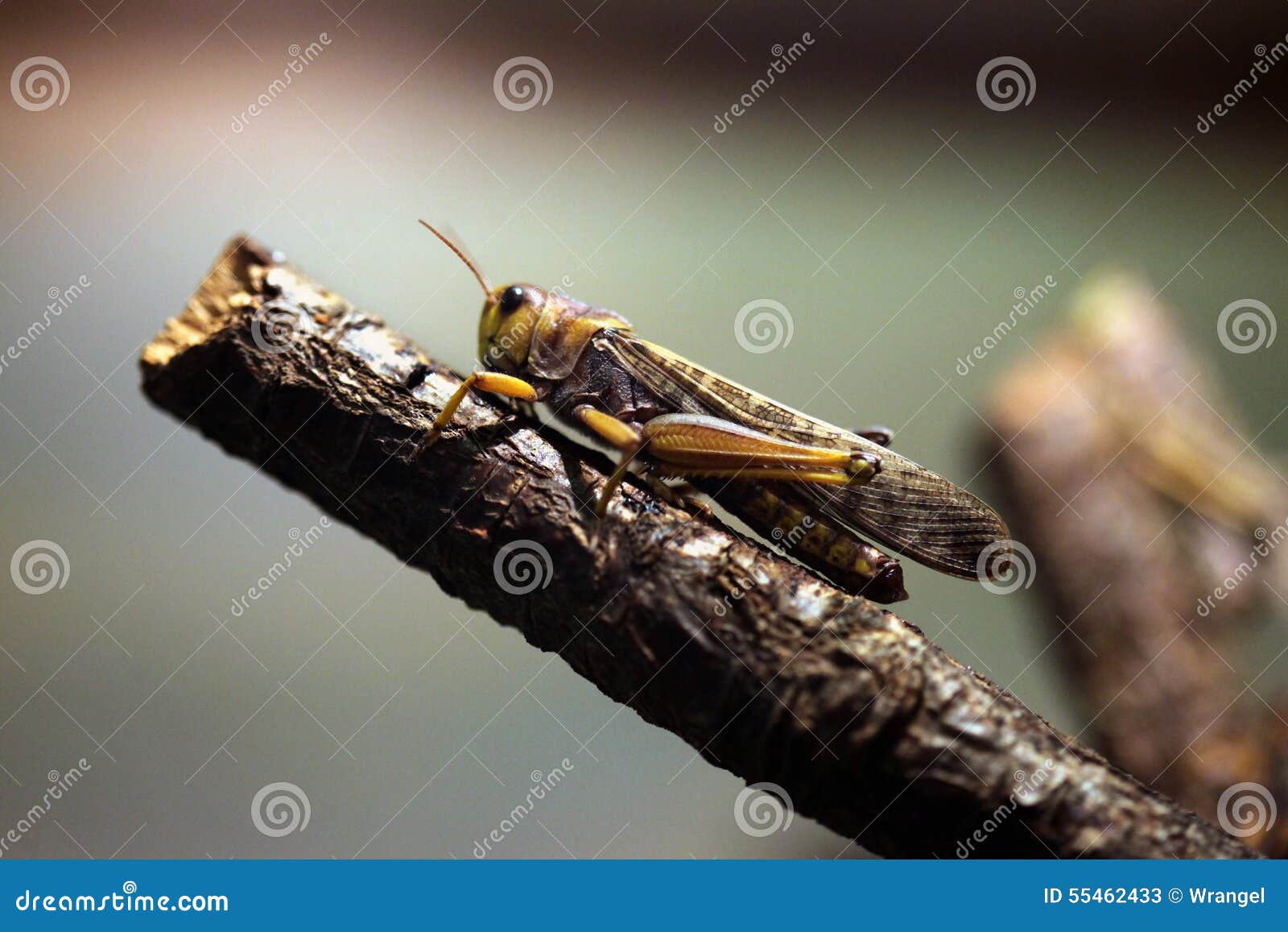 Locusta Migratore (locusta Migratoria) Immagine Stock - Immagine di ...