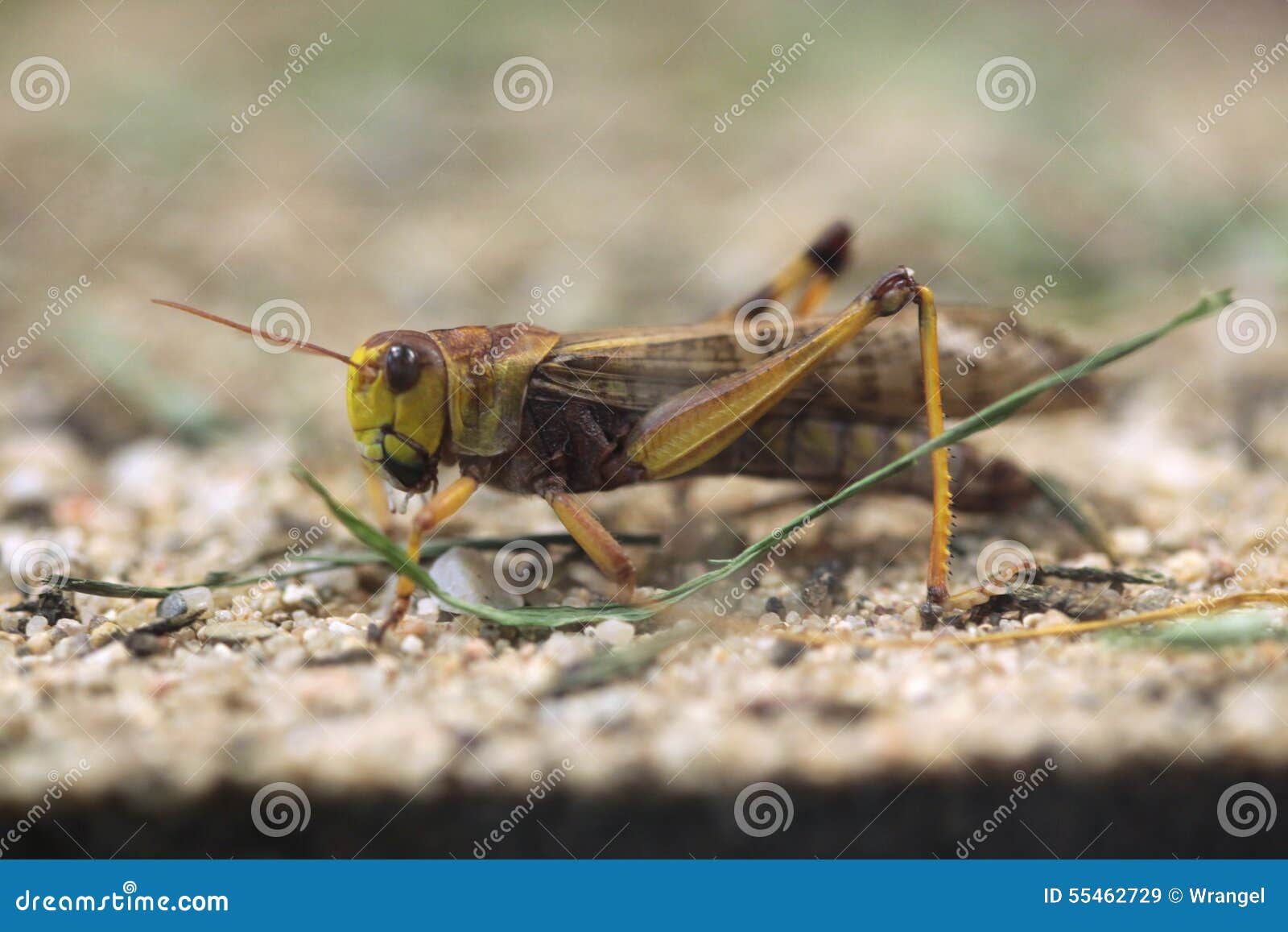 Locusta Migratore (locusta Migratoria) Immagine Stock - Immagine di ...