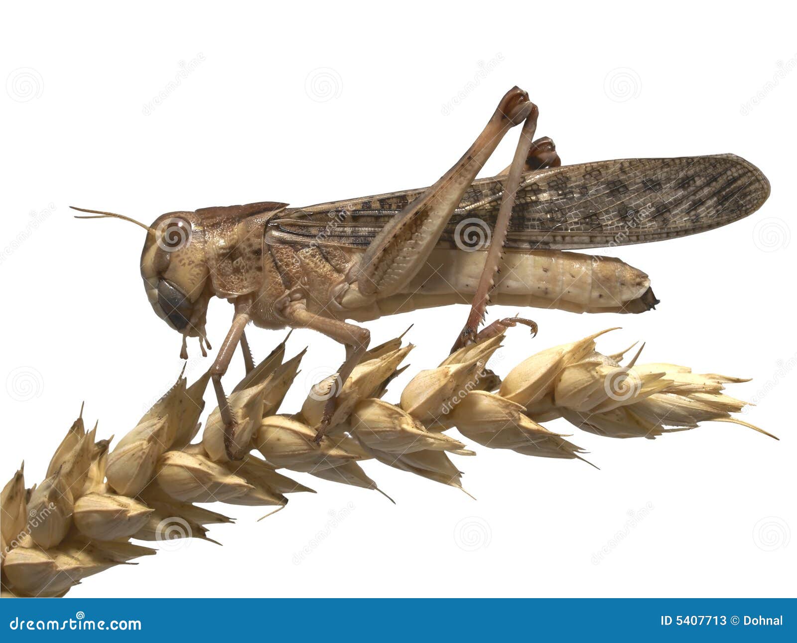 Locusta Migratore - (migratoria Del Locusta) Immagine Stock - Immagine ...