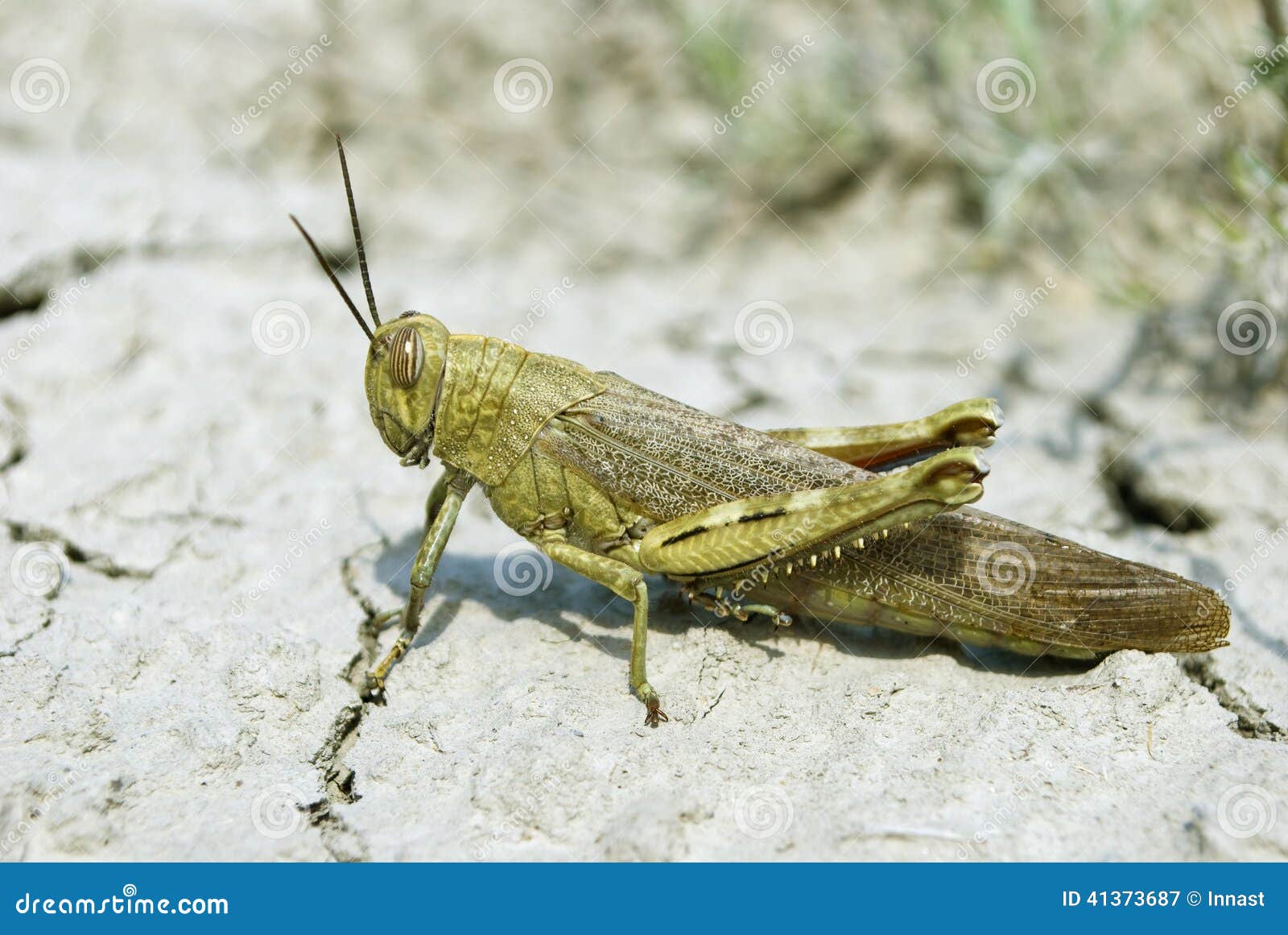 Locusta migratoria stock image. Image of entomologist - 41373687