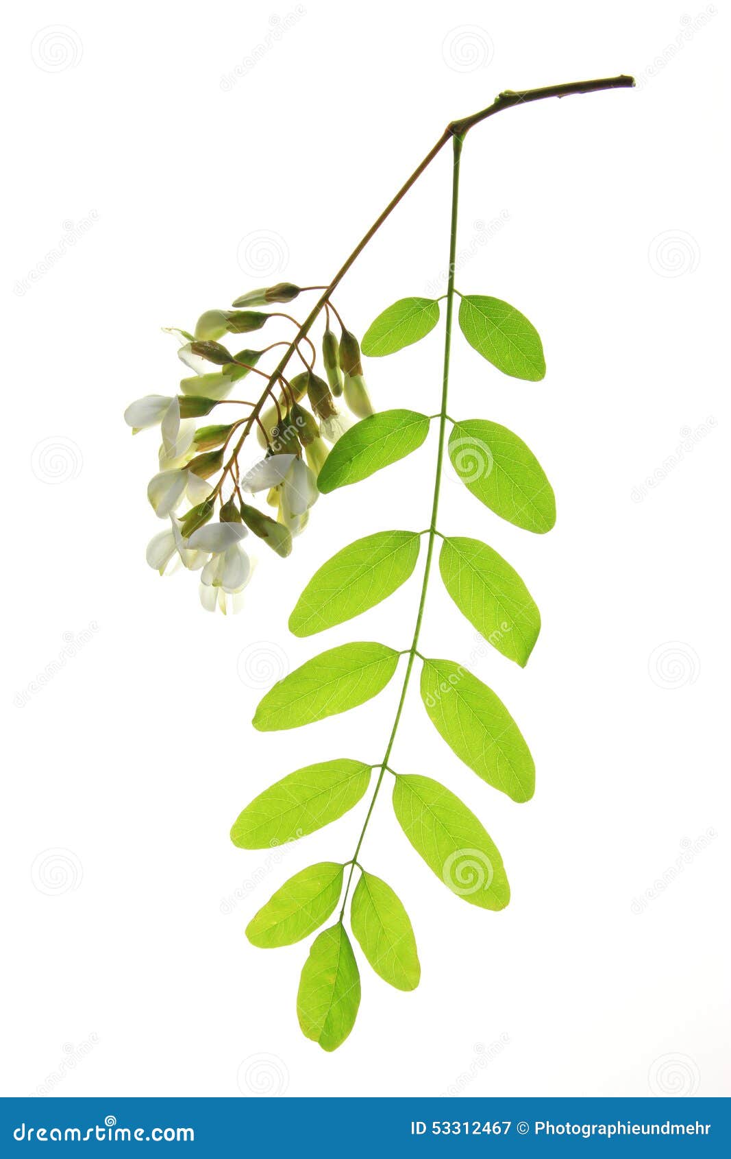 Locusta Nera (pseudoacacia Di Robinia) Immagine Stock - Immagine di ...