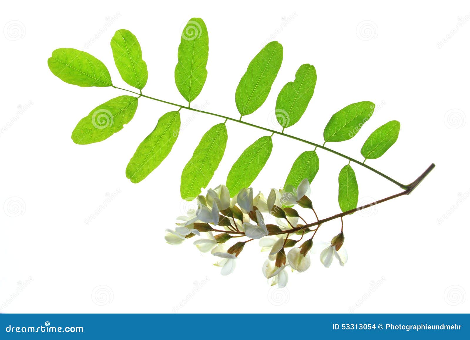 Locusta Nera (pseudoacacia Di Robinia) Fotografia Stock - Immagine di ...