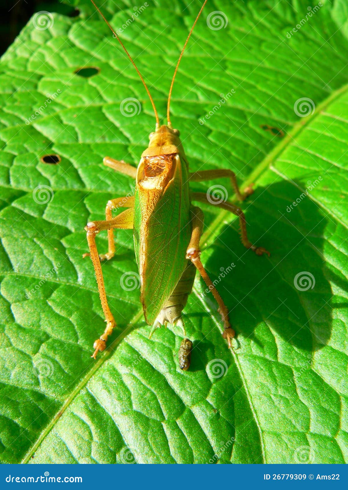 Locusta verde immagine stock. Immagine di chiusura, insetti - 26779309